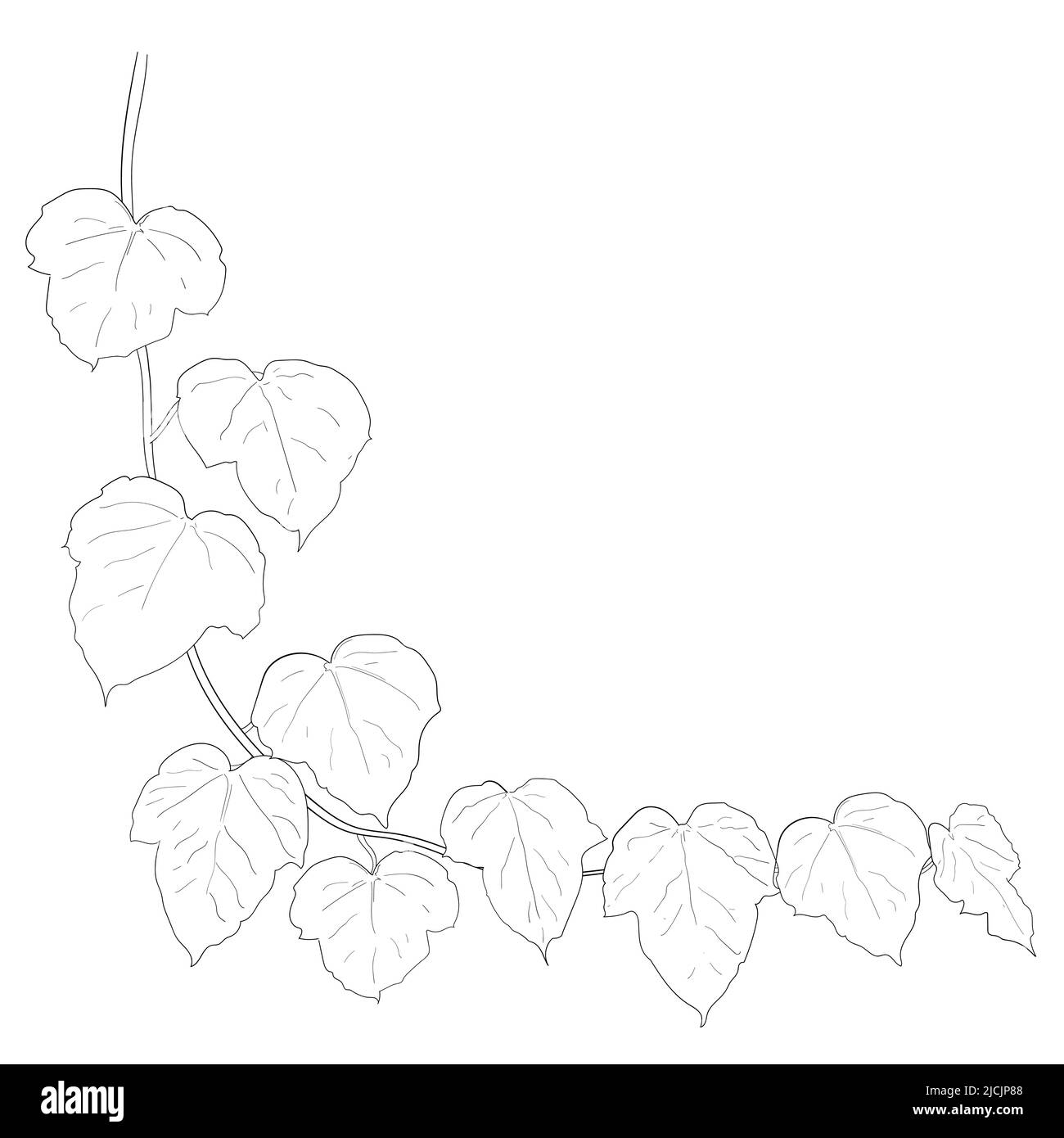 Ivy leaf on white Stock Vector Images - Alamy