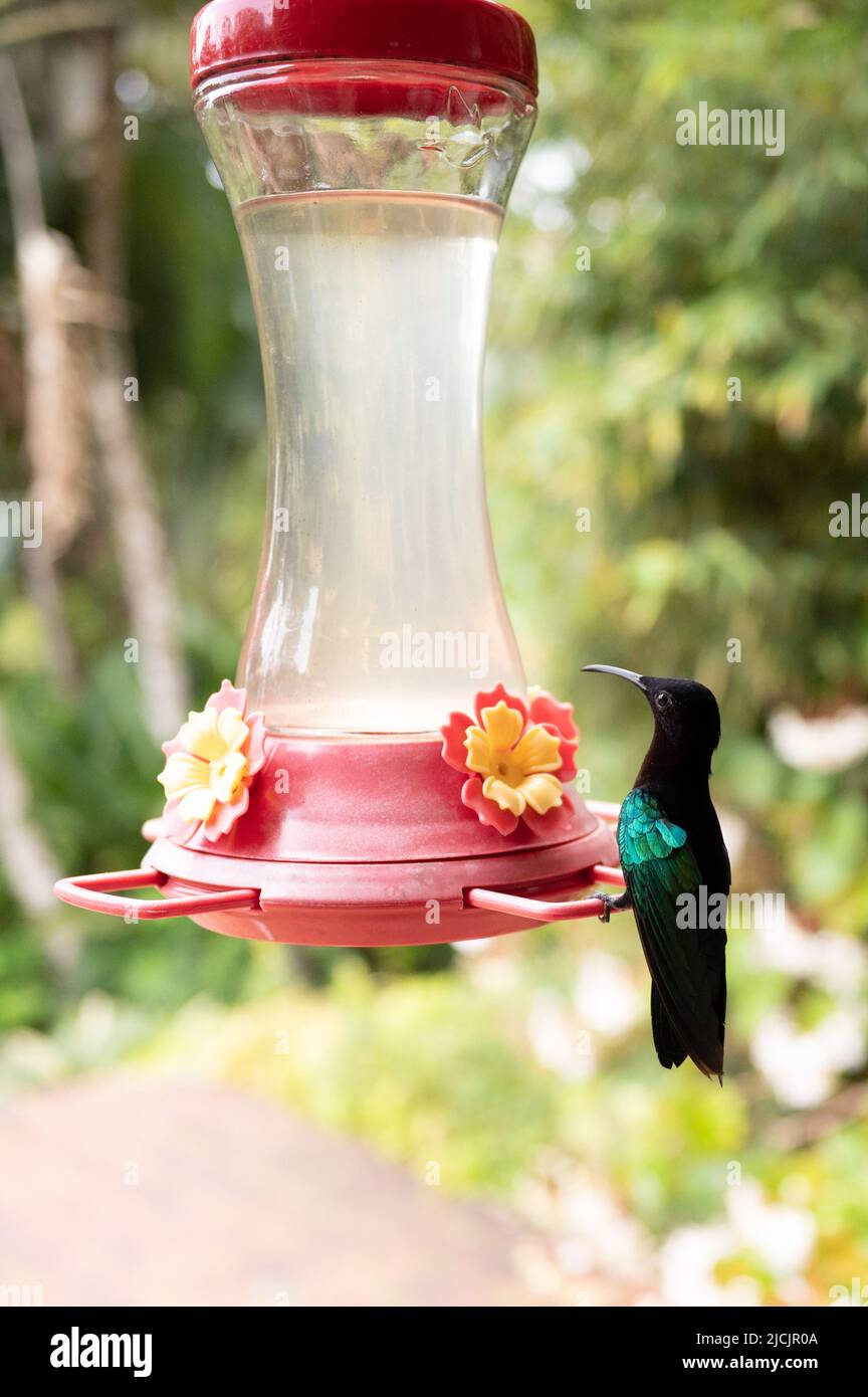 Fort De France, France. 30th Apr, 2022. A hummingbird sits at a ...