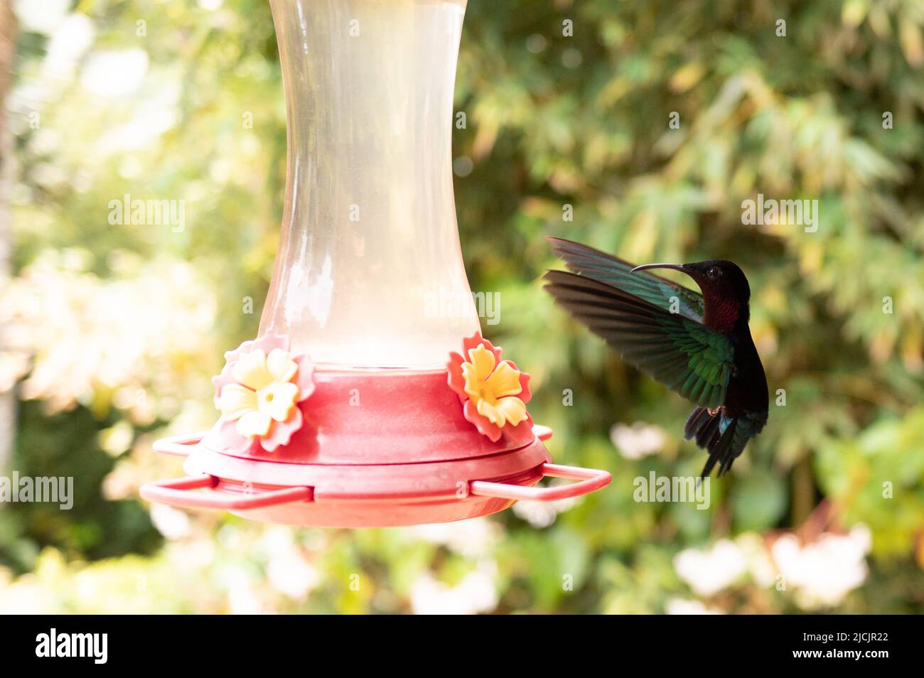 Fort De France, France. 30th Apr, 2022. A hummingbird flies to a ...