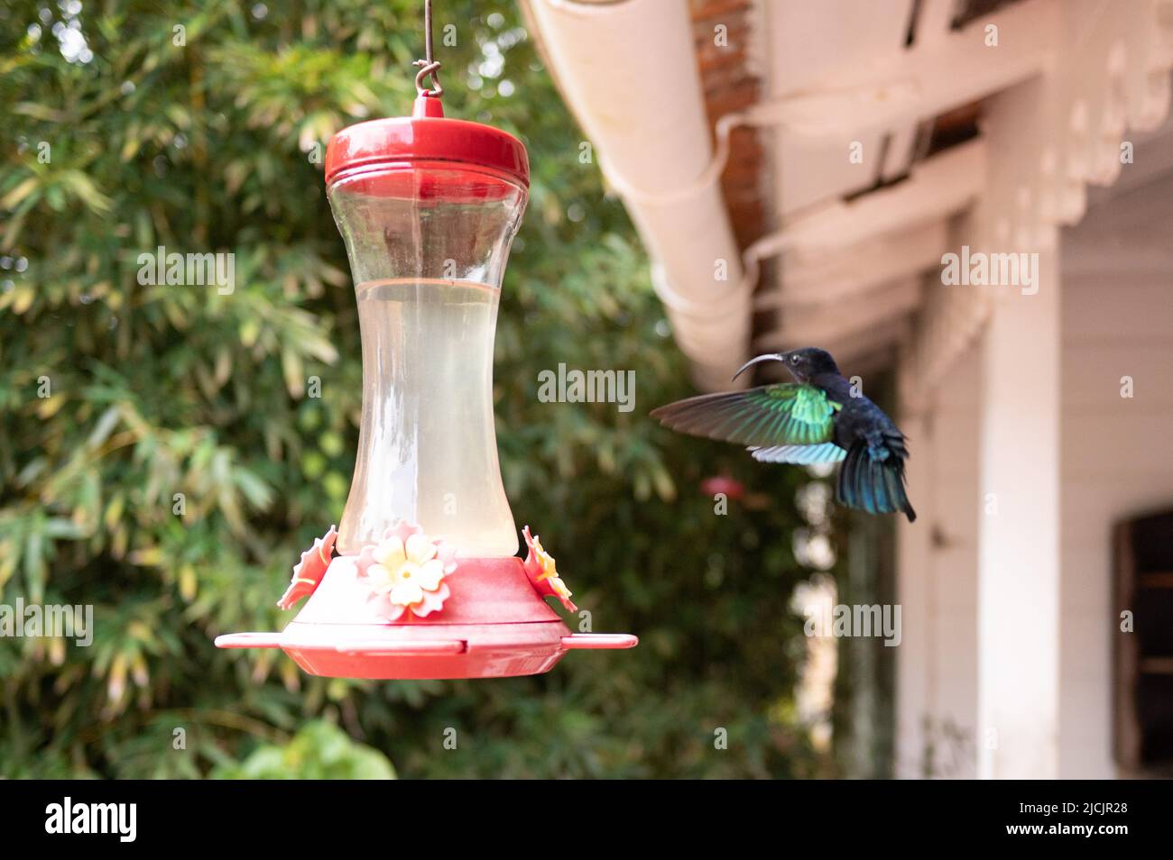 Fort De France, France. 30th Apr, 2022. A hummingbird flies to a ...