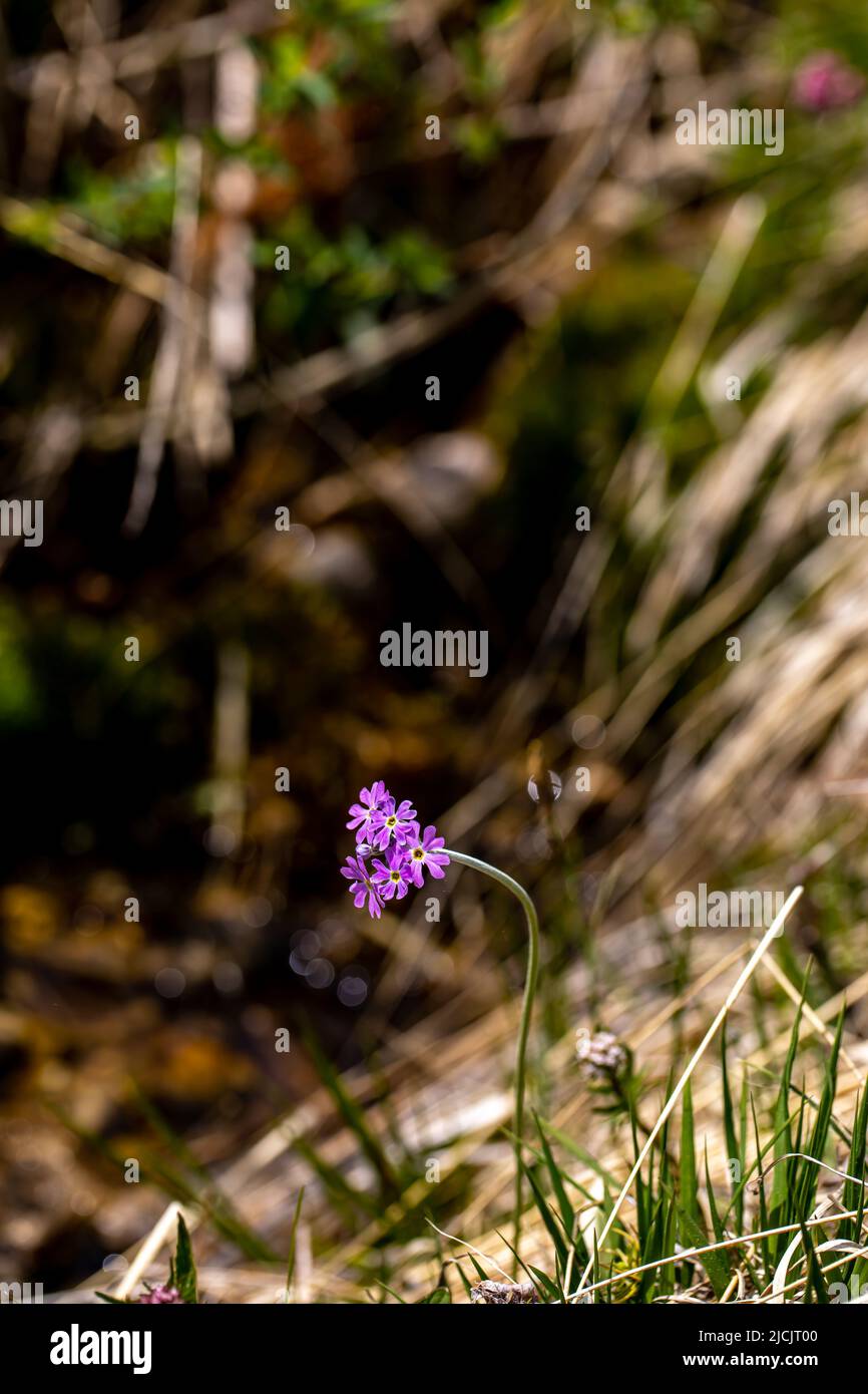 Primula farinosa in forest garden hi-res stock photography and images ...