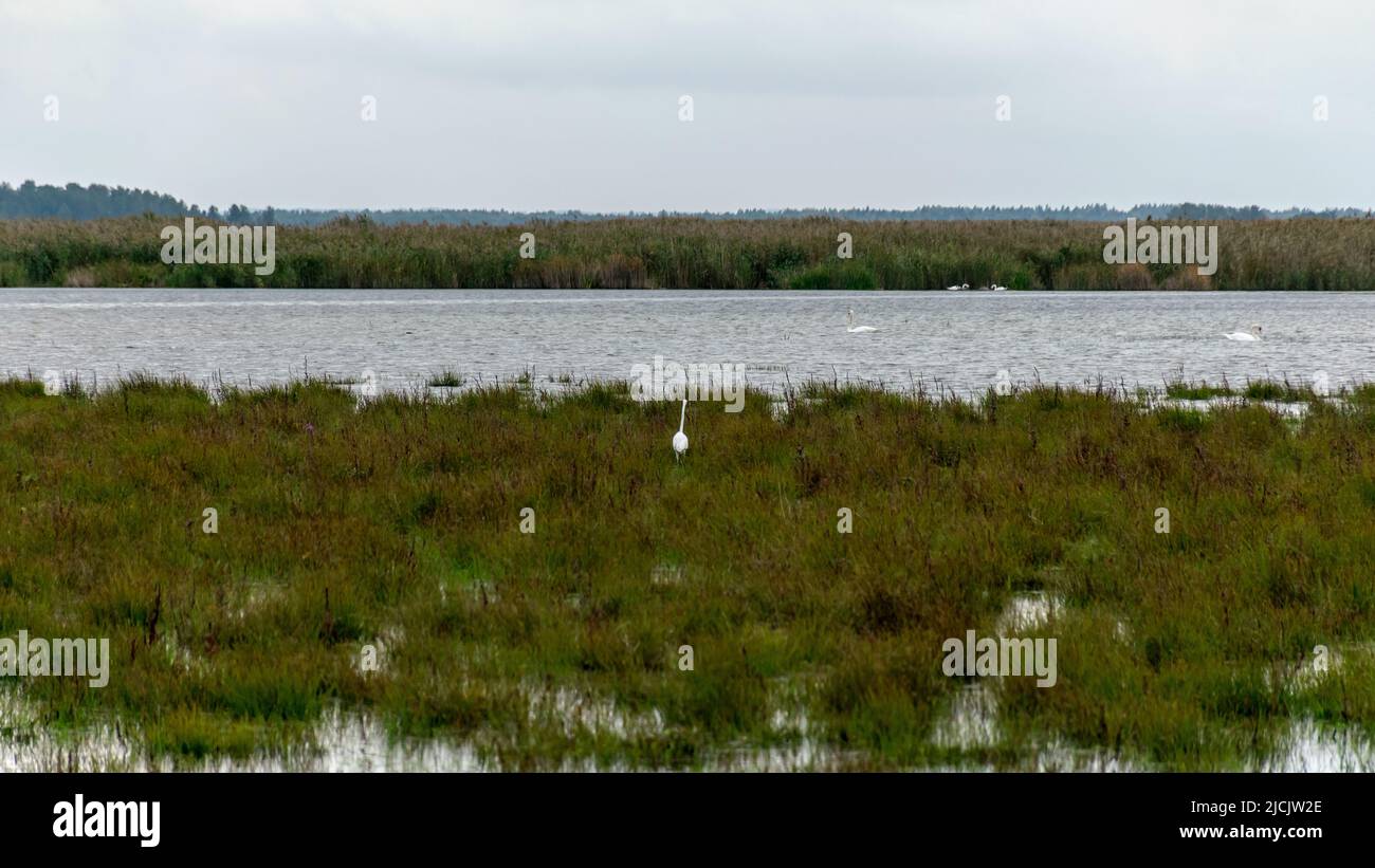 cloudy day, gray clouds, landscape with lake and reeds by the lake ...