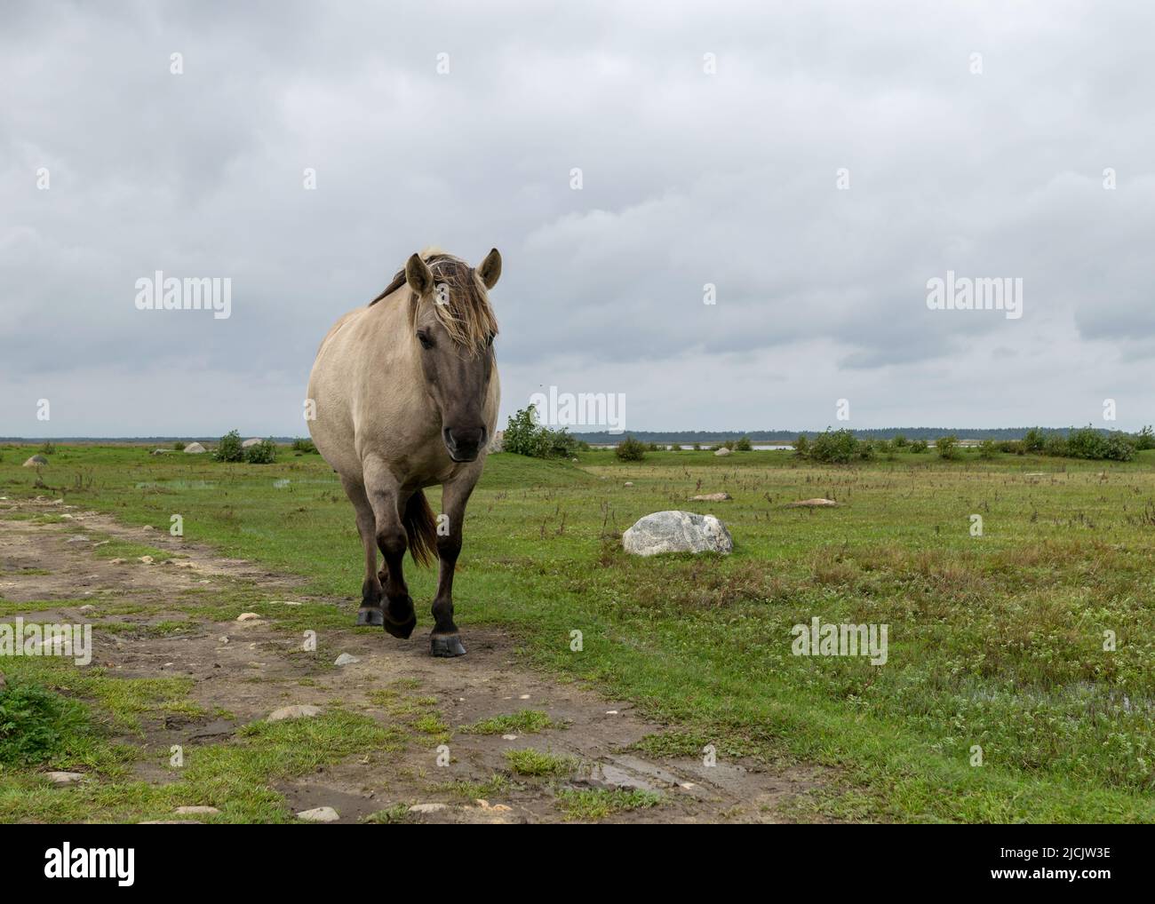 landscape with horses grazing on the shore of the lake, the inhabitants ...