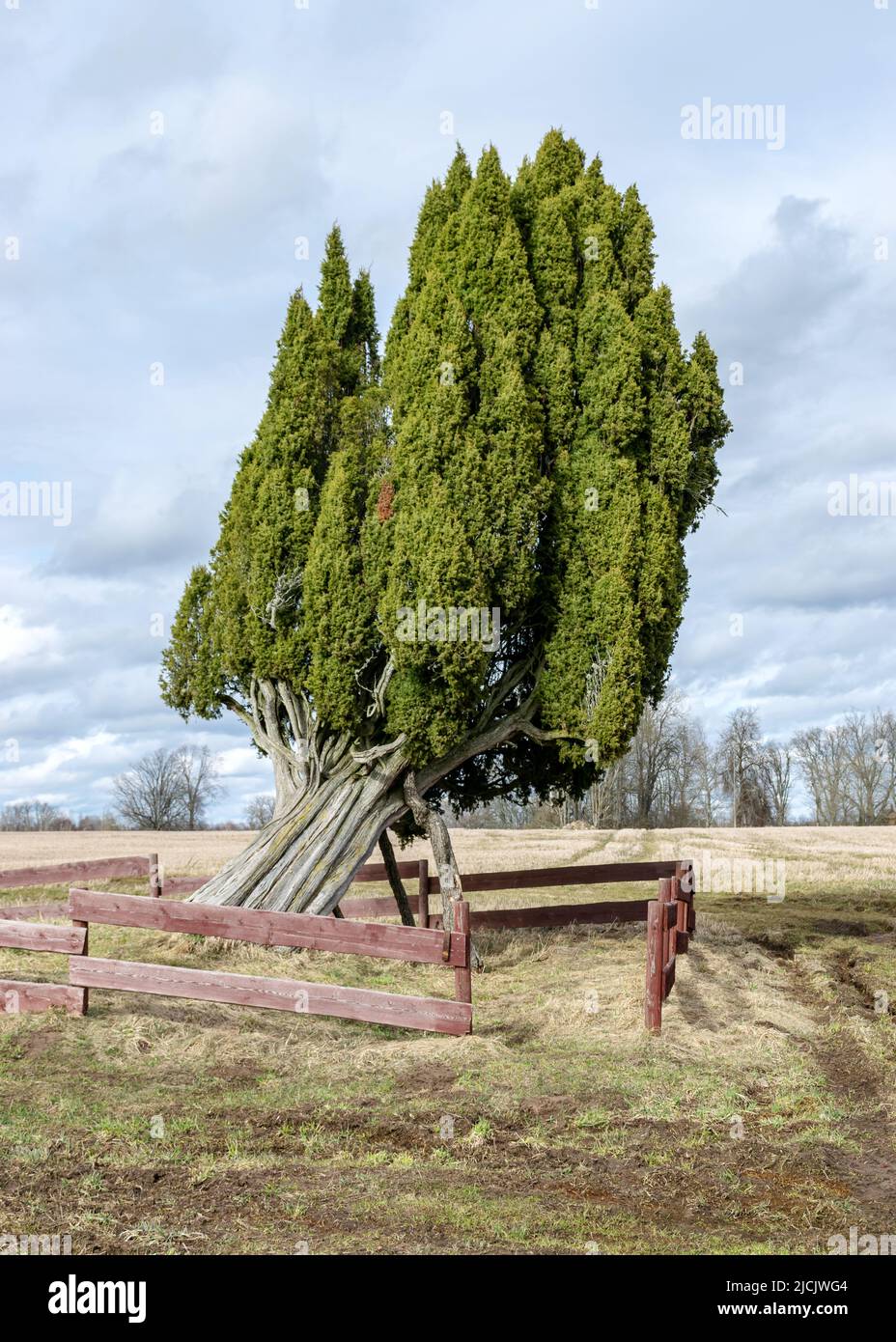 Large juniper hi-res stock photography and images - Alamy