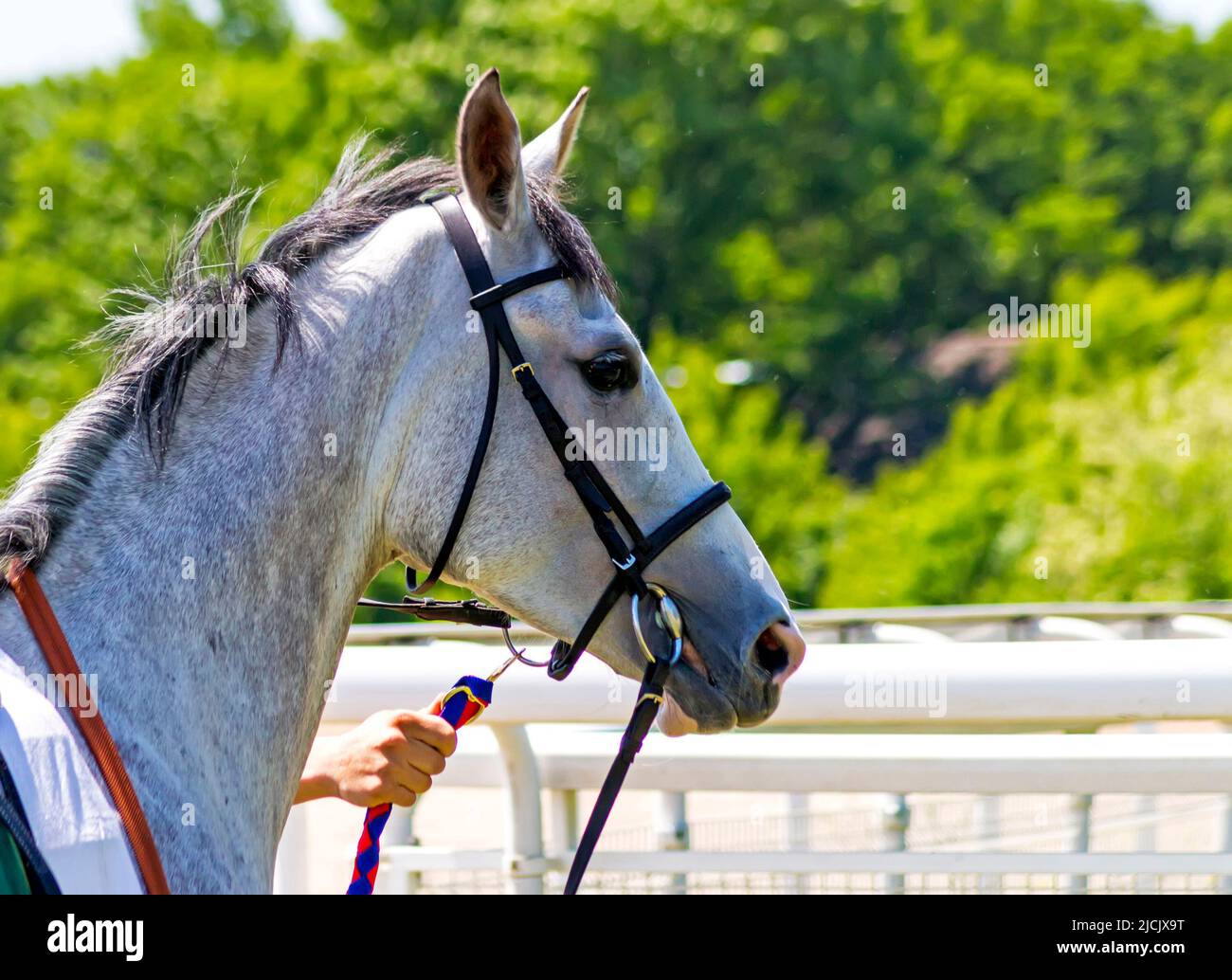 Portrait of arabian gray horse before horse race Stock Photo - Alamy