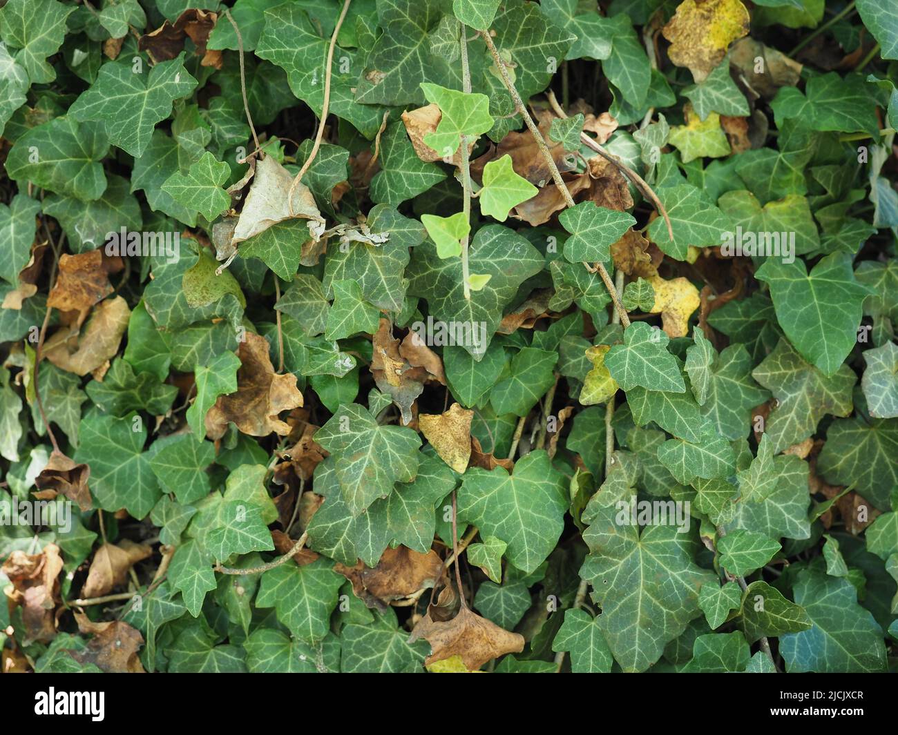 ivy scientific name Hedera plant useful as a background Stock Photo - Alamy