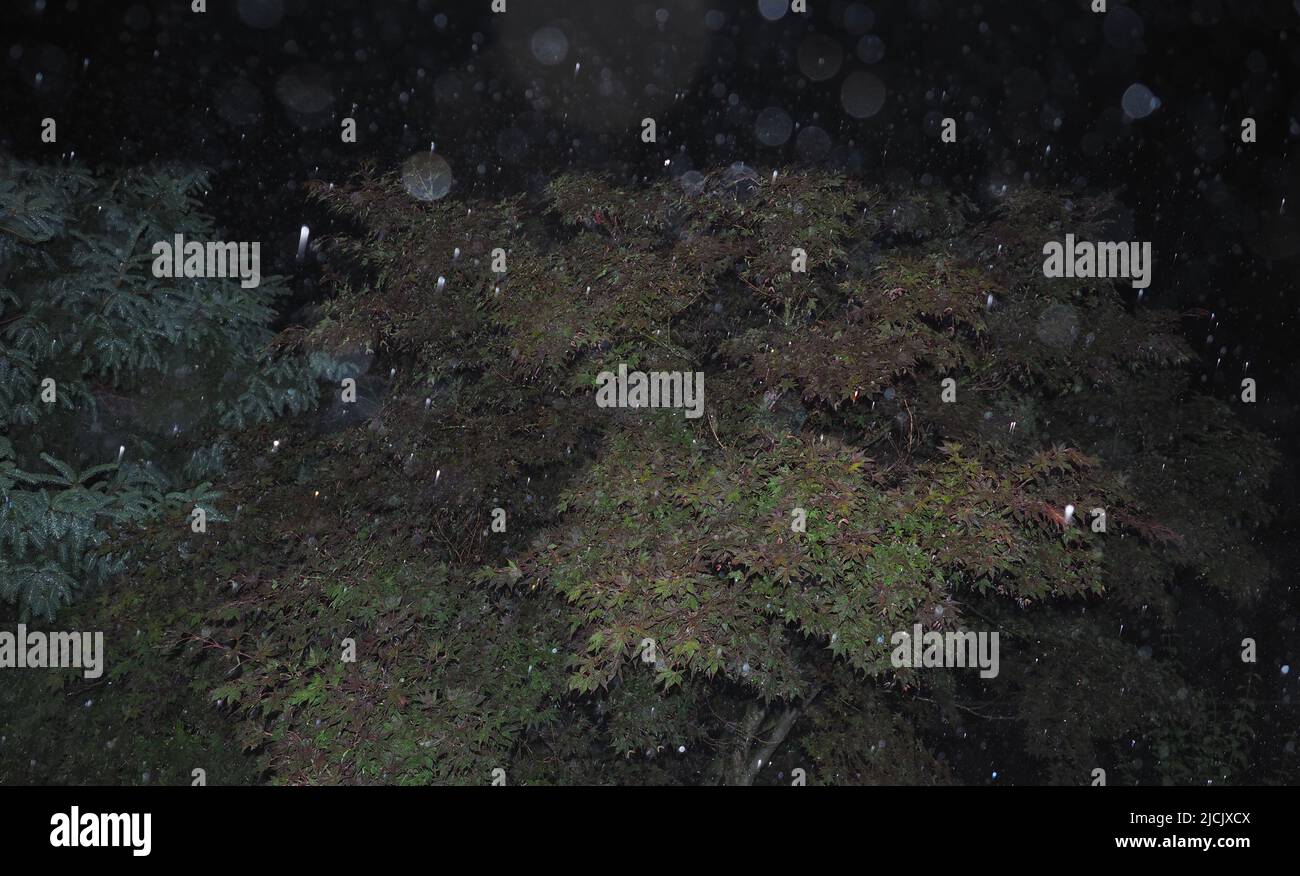 Rain pouring in forest trees hi-res stock photography and images - Alamy