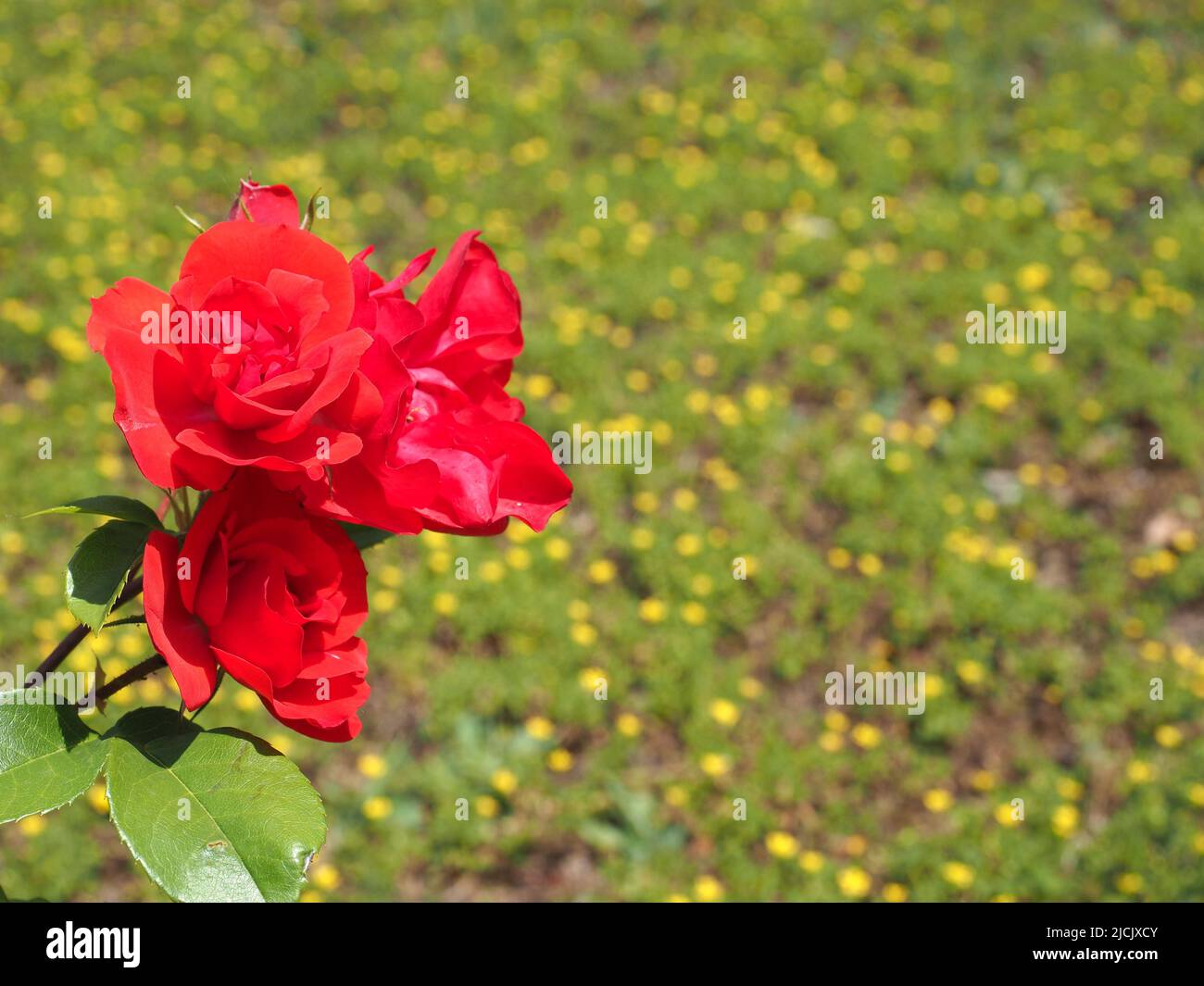 rose perennial shrub red flower scientific name Rosa Stock Photo - Alamy