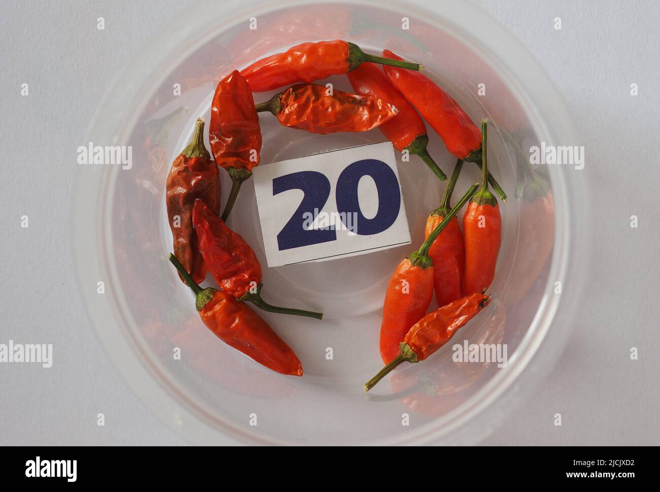 Number 20 Red Hot Chili Pepper scientific name Capsicum Stock Photo - Alamy