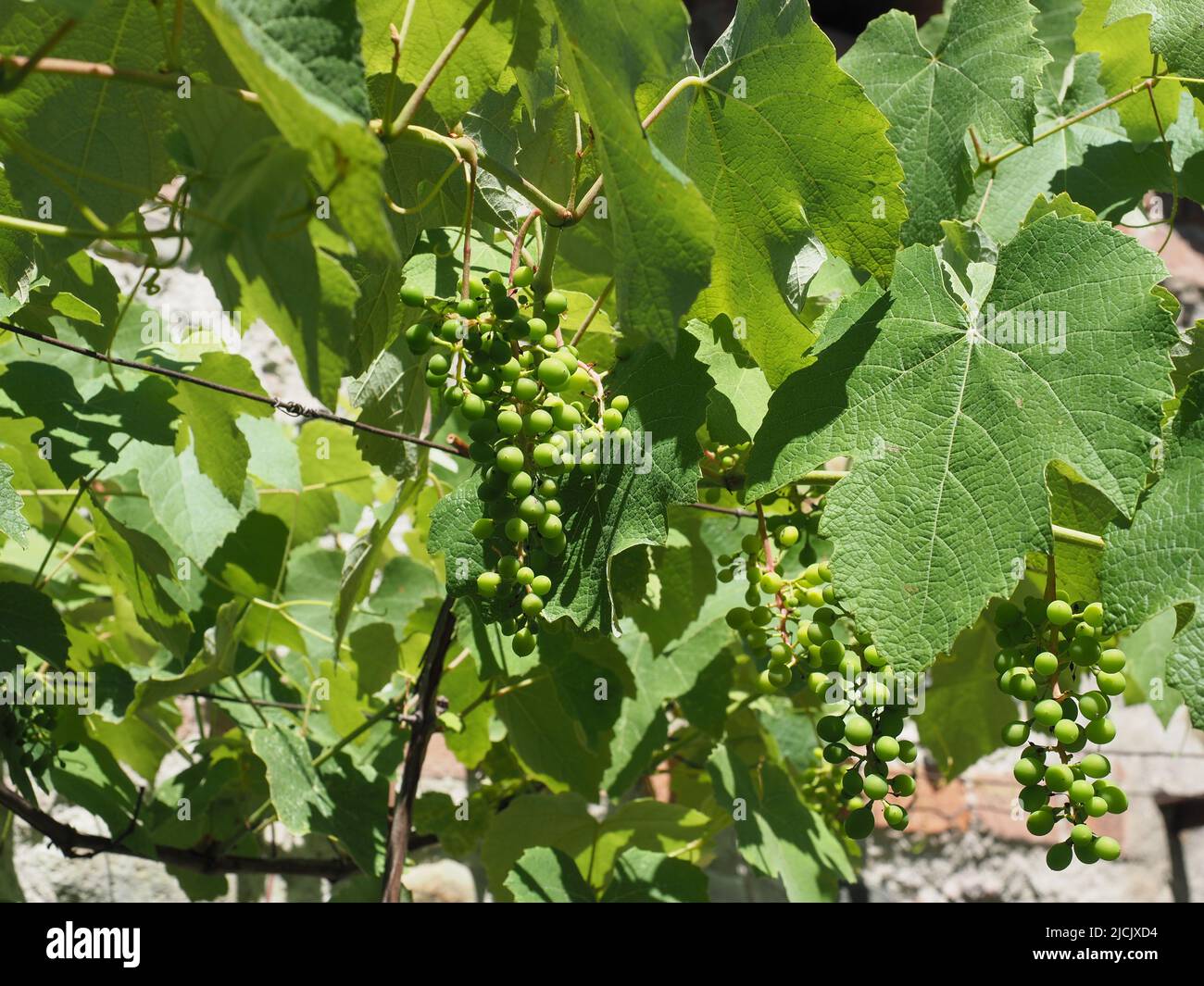 grapevine aka vine plant scientific name Vitis vinifera Stock Photo - Alamy grapevine aka vine plant scientific name Vitis vinifera Stock Photo - Alamy
