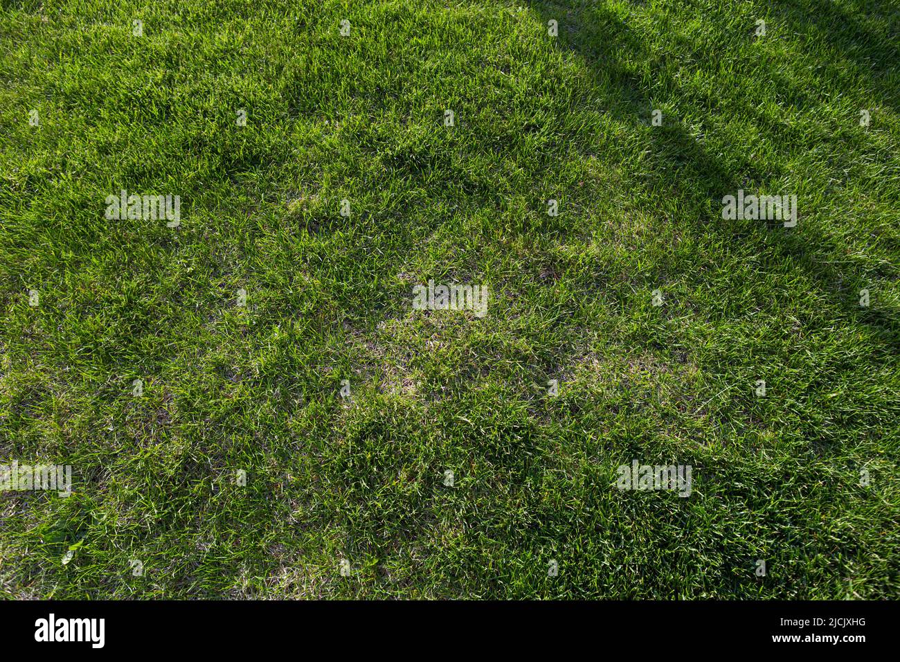Dead grass top view of the nature background. texture of Green and ...