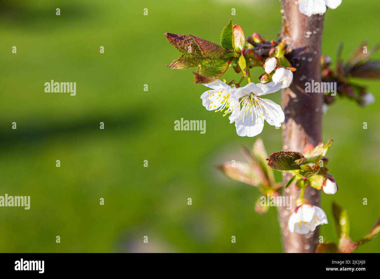 Beautiful spring tree hi-res stock photography and images - Alamy