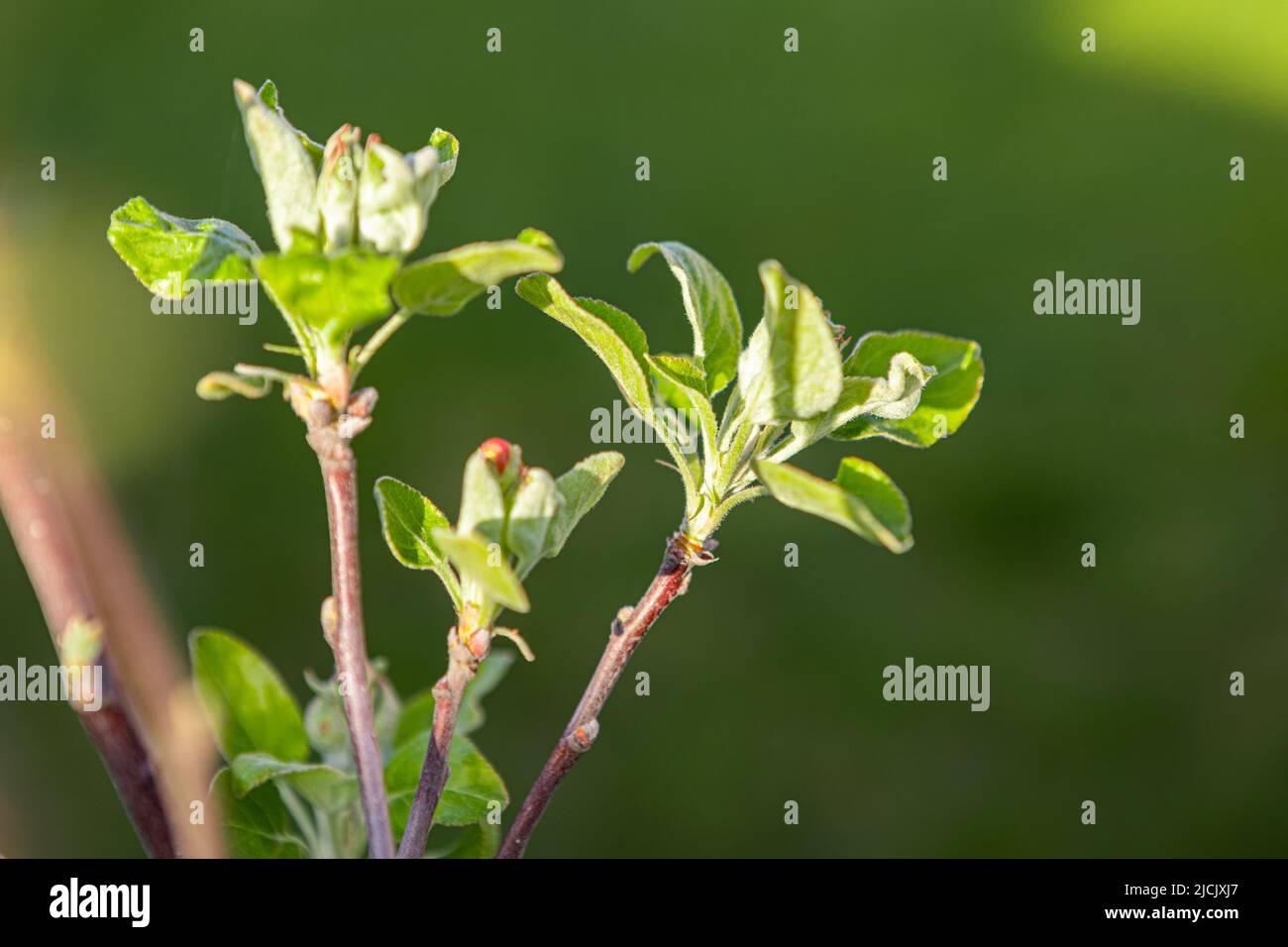 Beautiful spring tree hi-res stock photography and images - Alamy