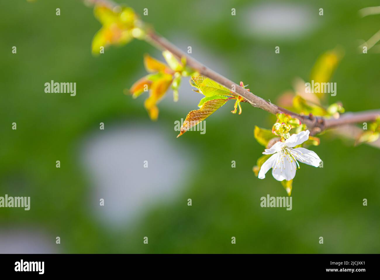 beautiful spring tree branches with leaves and flower buds Stock Photo ...
