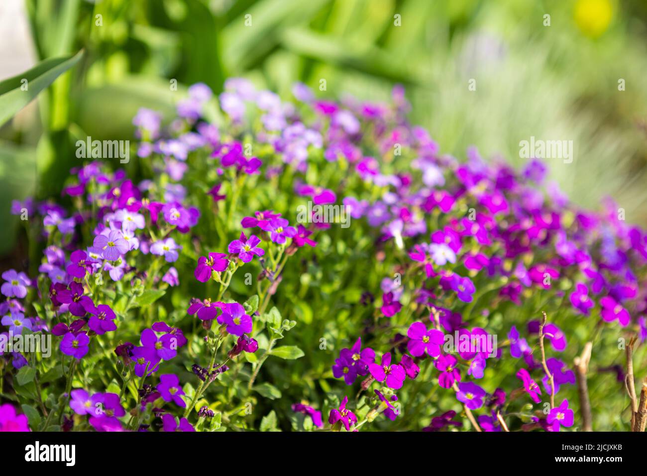 beautiful purple phlox bush in the garden, garden landscaping Stock ...
