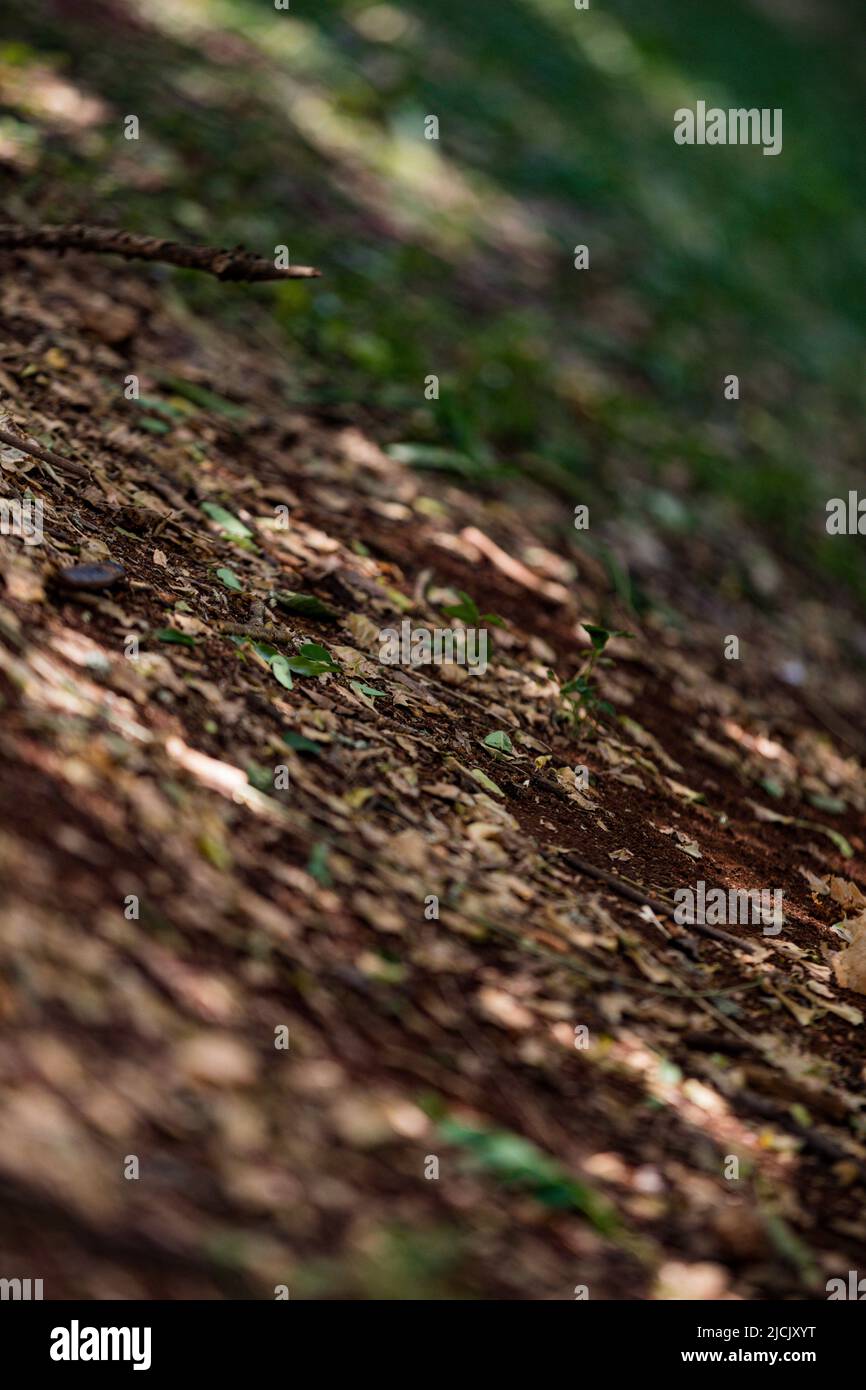 Tree Trunk detailed Textures of the green plants in the forest Kenya ...