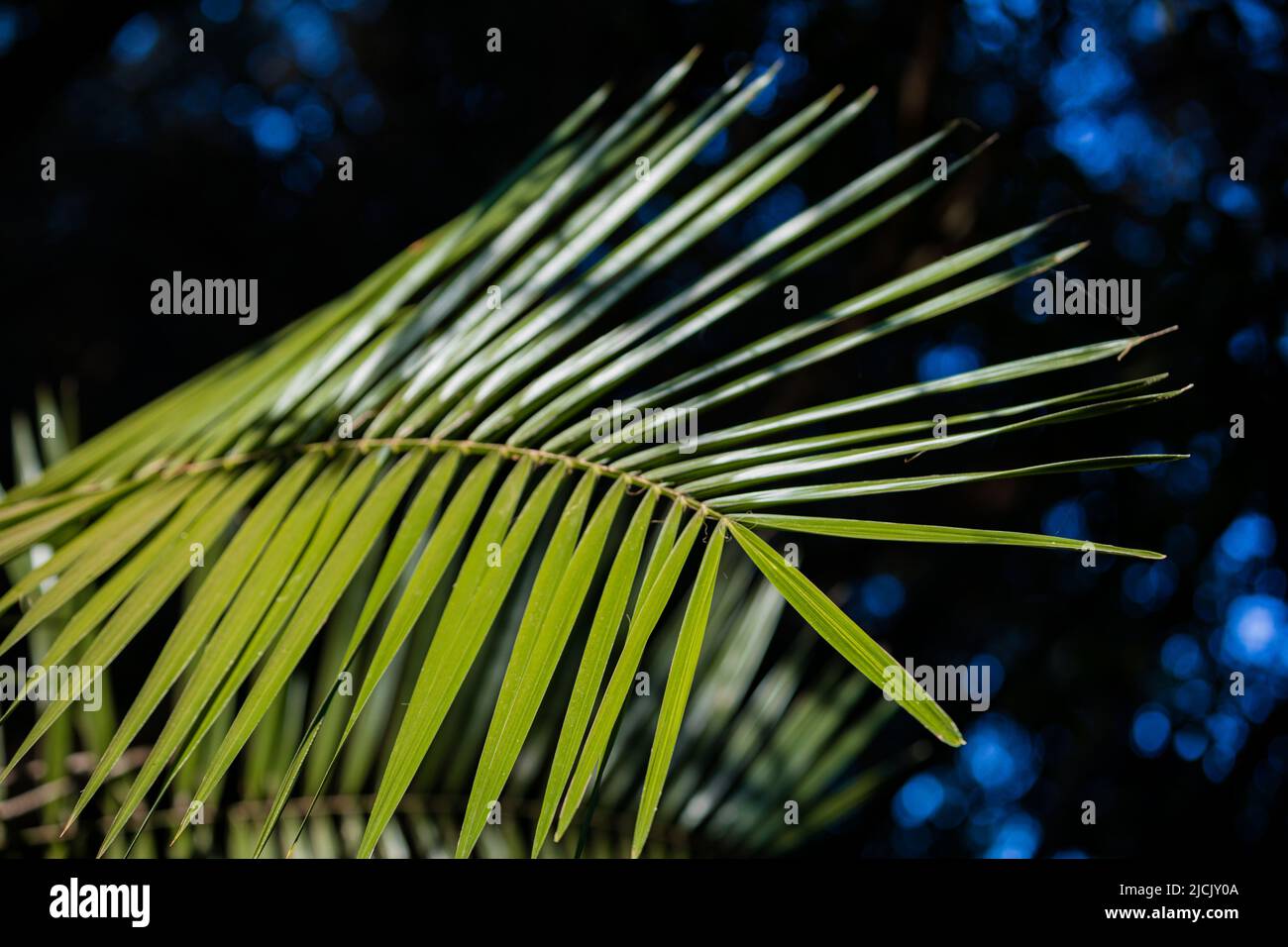 Tree Trunk detailed Textures of the green plants in the forest Kenya ...