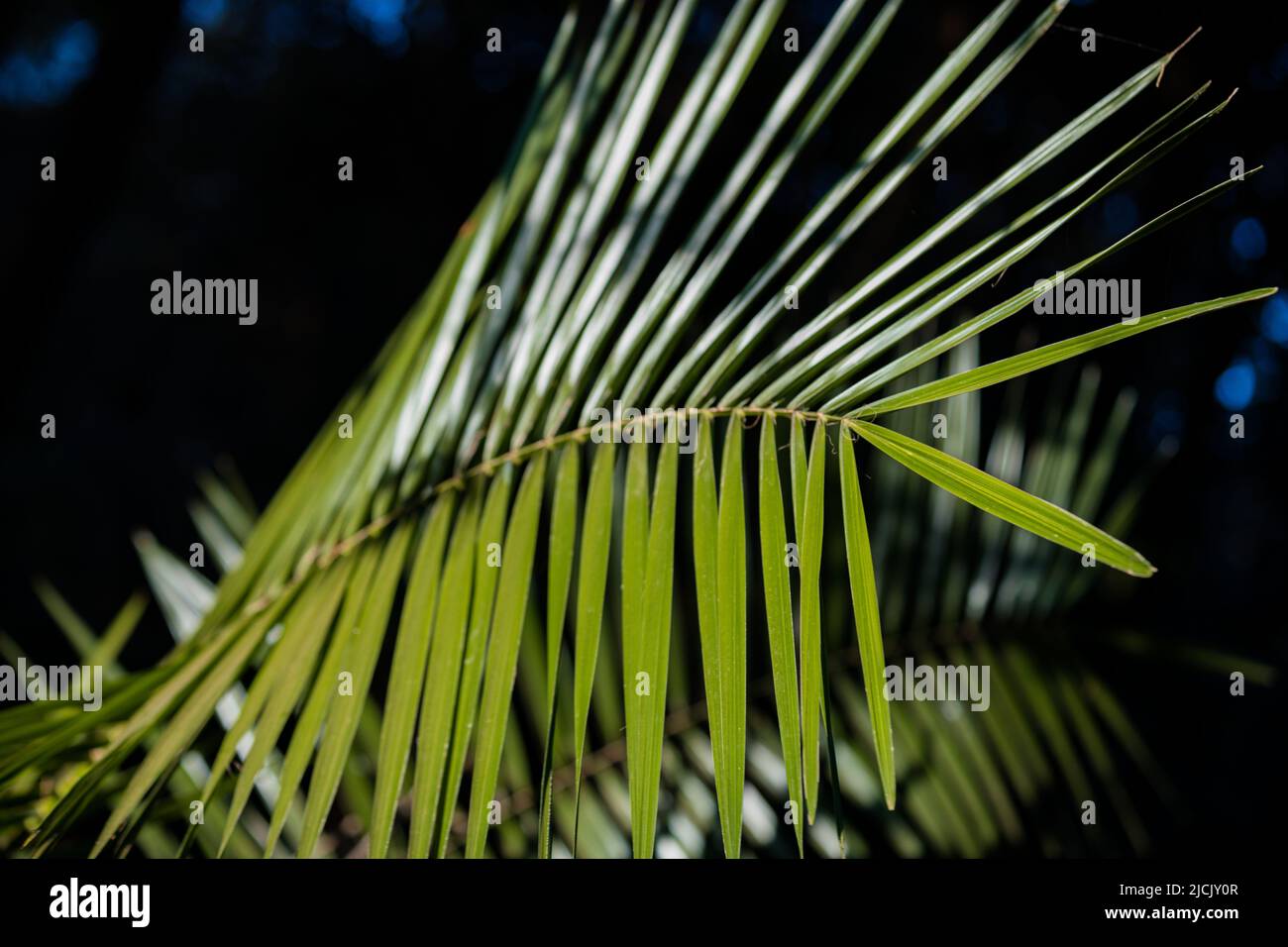 Tree Trunk detailed Textures of the green plants in the forest Kenya ...