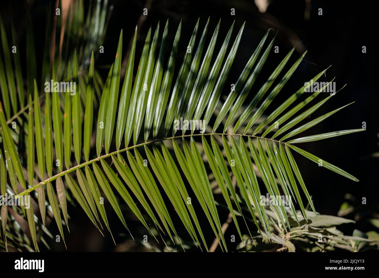 Tree Trunk detailed Textures of the green plants in the forest Kenya ...