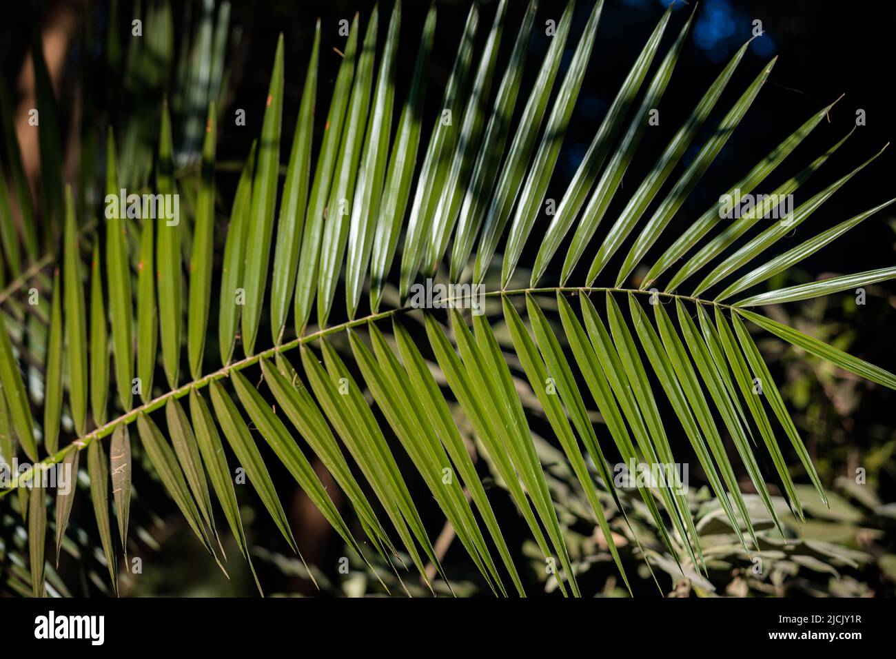 Tree Trunk detailed Textures of the green plants in the forest Kenya ...