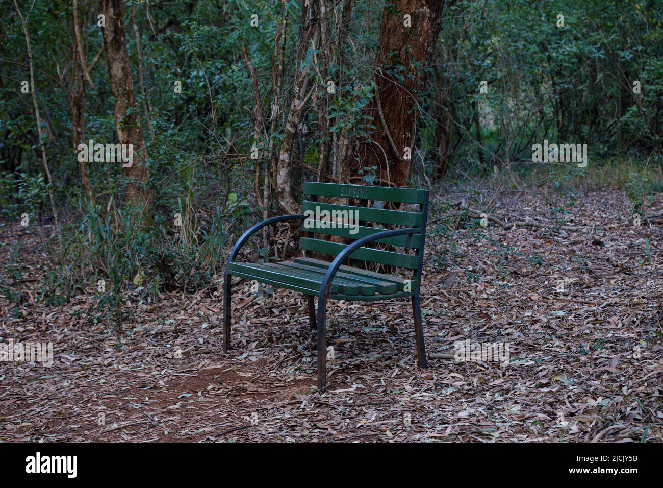 Tree Trunk detailed Textures of the green plants in the forest Kenya ...