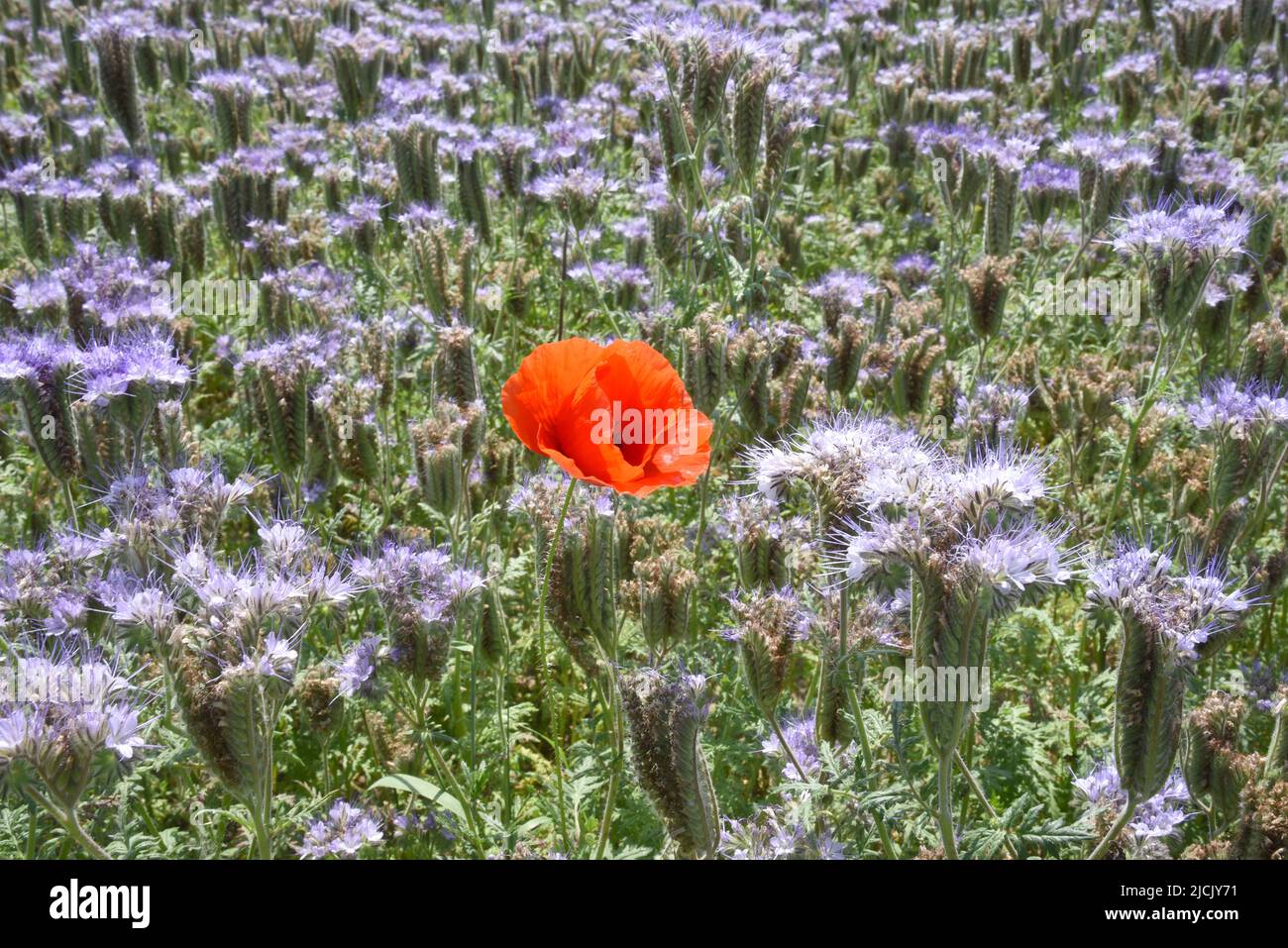 Leipzig, Germany. 12th June, 2022. A single red corn poppy plant ...