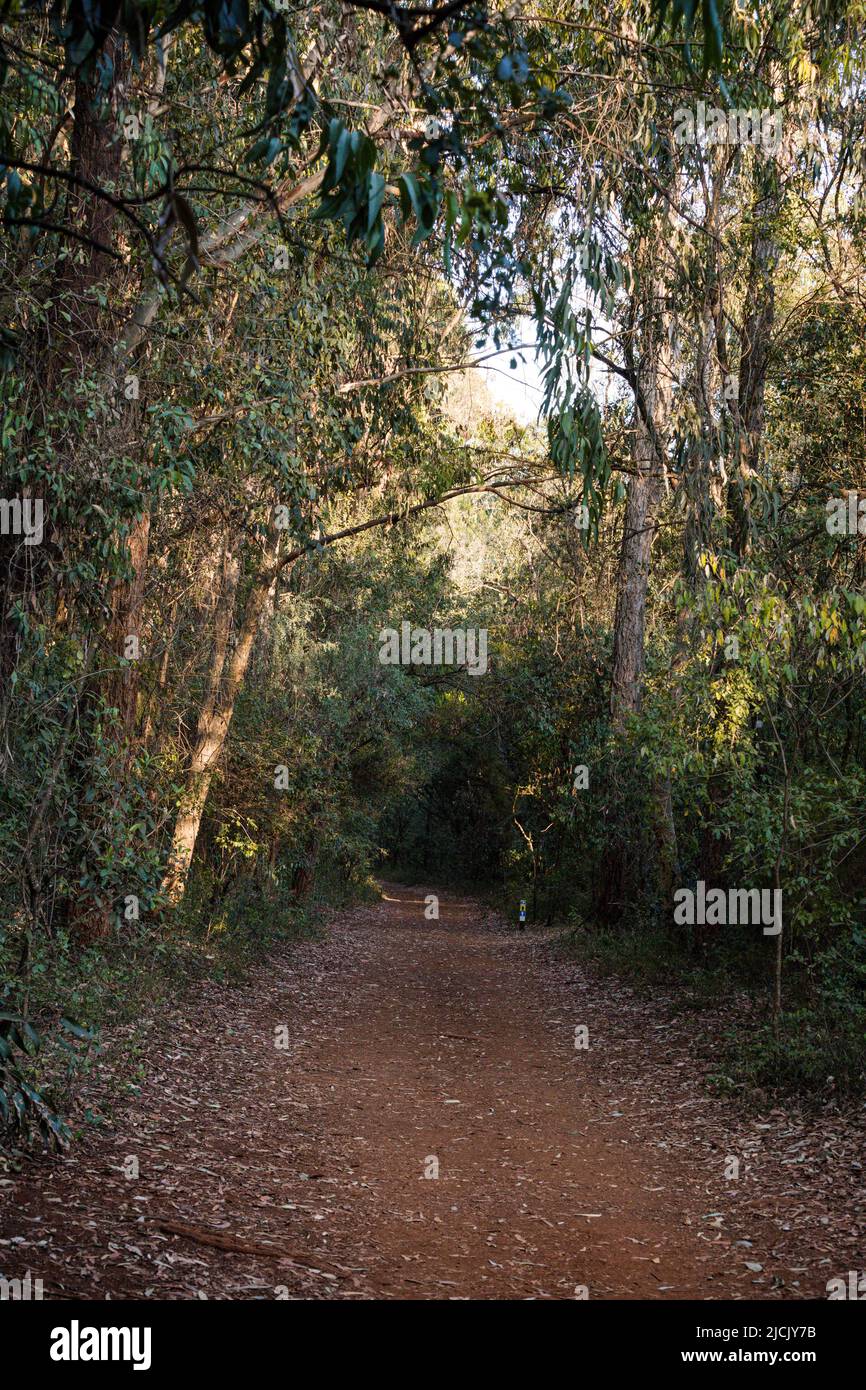 Tree Trunk detailed Textures of the green plants in the forest Kenya ...