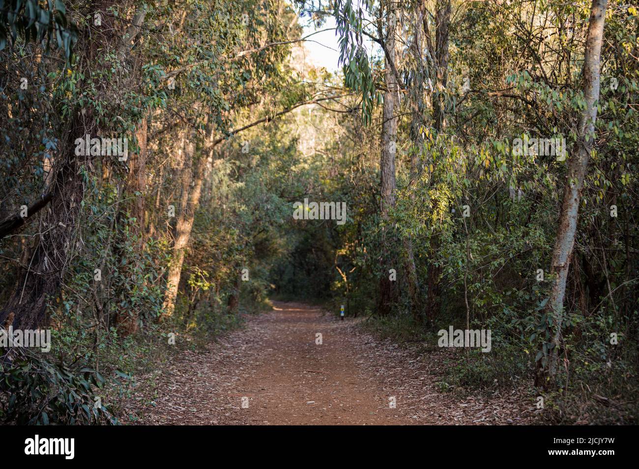 Tree Trunk detailed Textures of the green plants in the forest Kenya ...