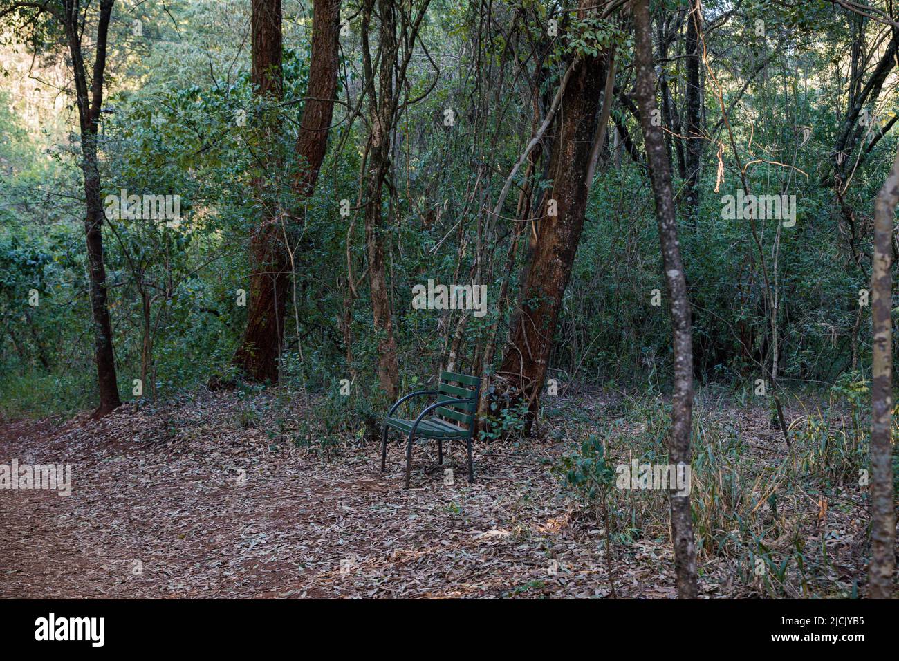 Tree Trunk detailed Textures of the green plants in the forest Kenya ...