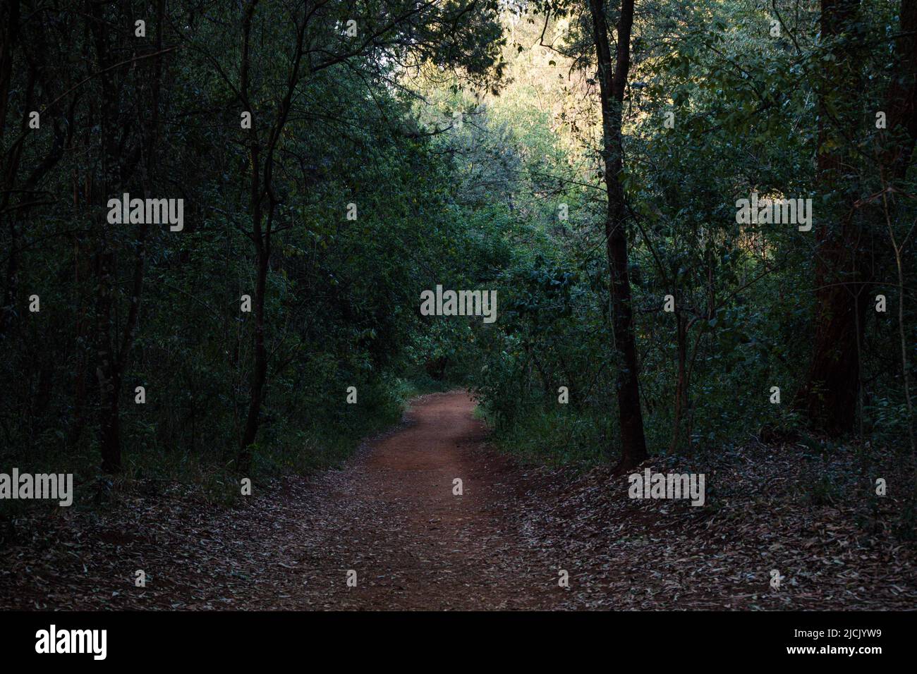 Tree Trunk detailed Textures of the green plants in the forest Kenya ...