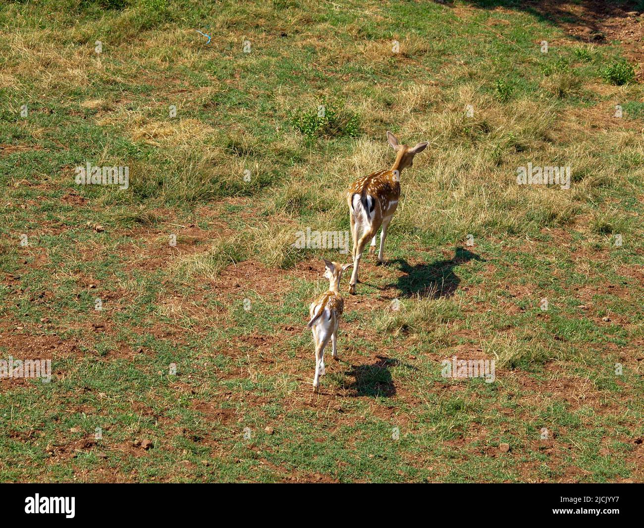 Two deer in a field hi-res stock photography and images - Alamy