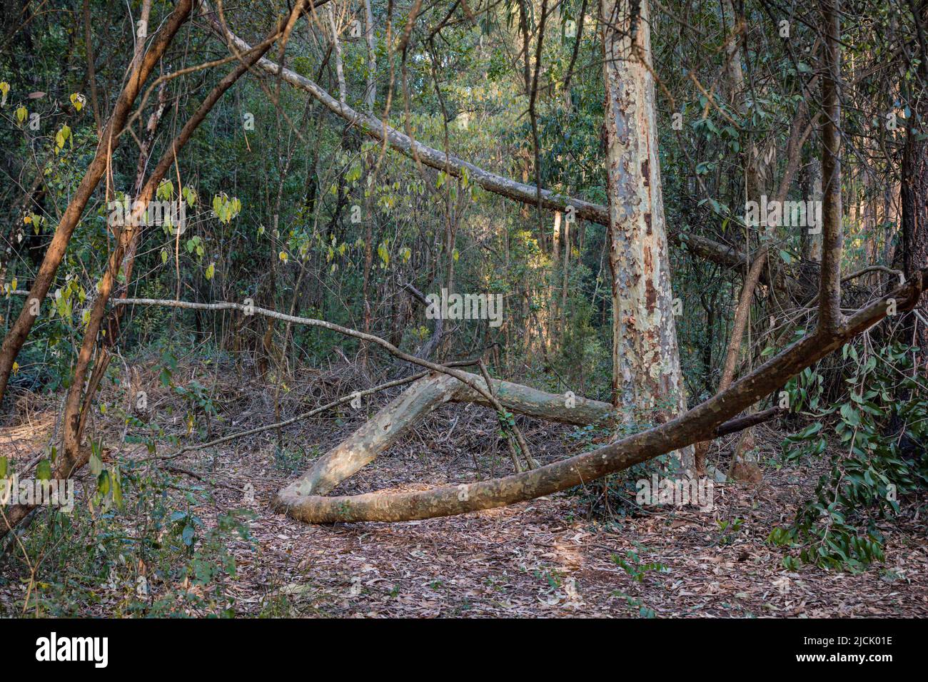 Tree Trunk detailed Textures of the green plants in the forest Kenya ...