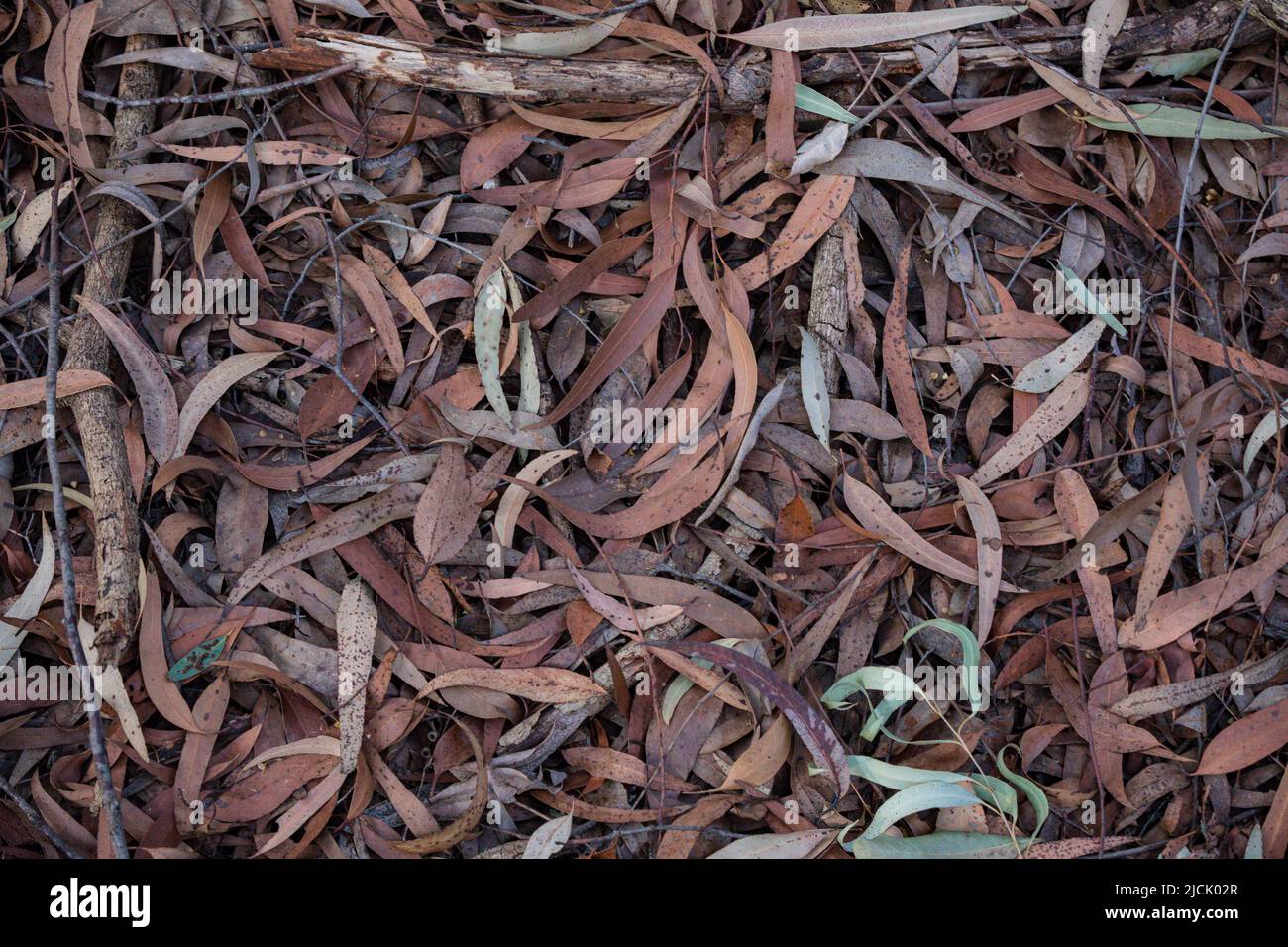 Tree Trunk detailed Textures of the green plants in the forest Kenya ...