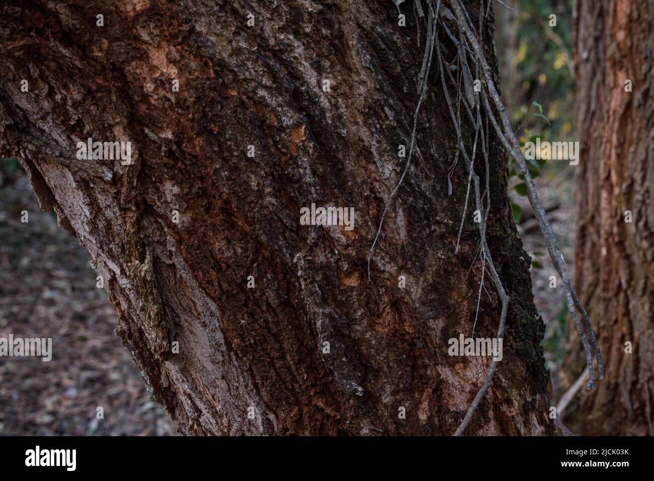 Tree Trunk detailed Textures of the green plants in the forest Kenya ...