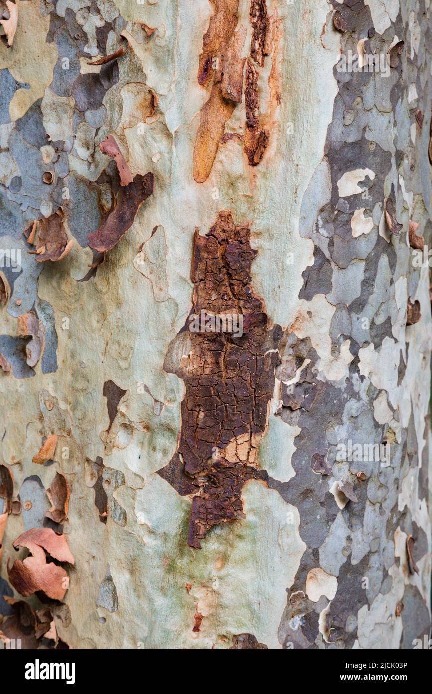 Tree Trunk detailed Textures of the green plants in the forest Kenya ...