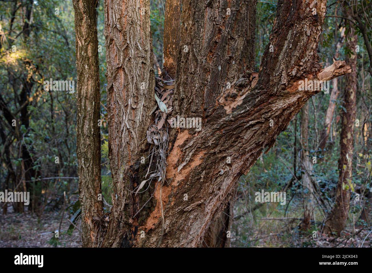 Tree Trunk detailed Textures of the green plants in the forest Kenya ...