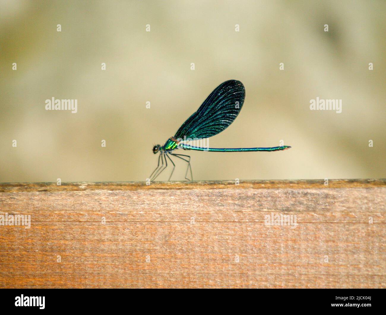 A damselfly sitting on a wood Stock Photo - Alamy