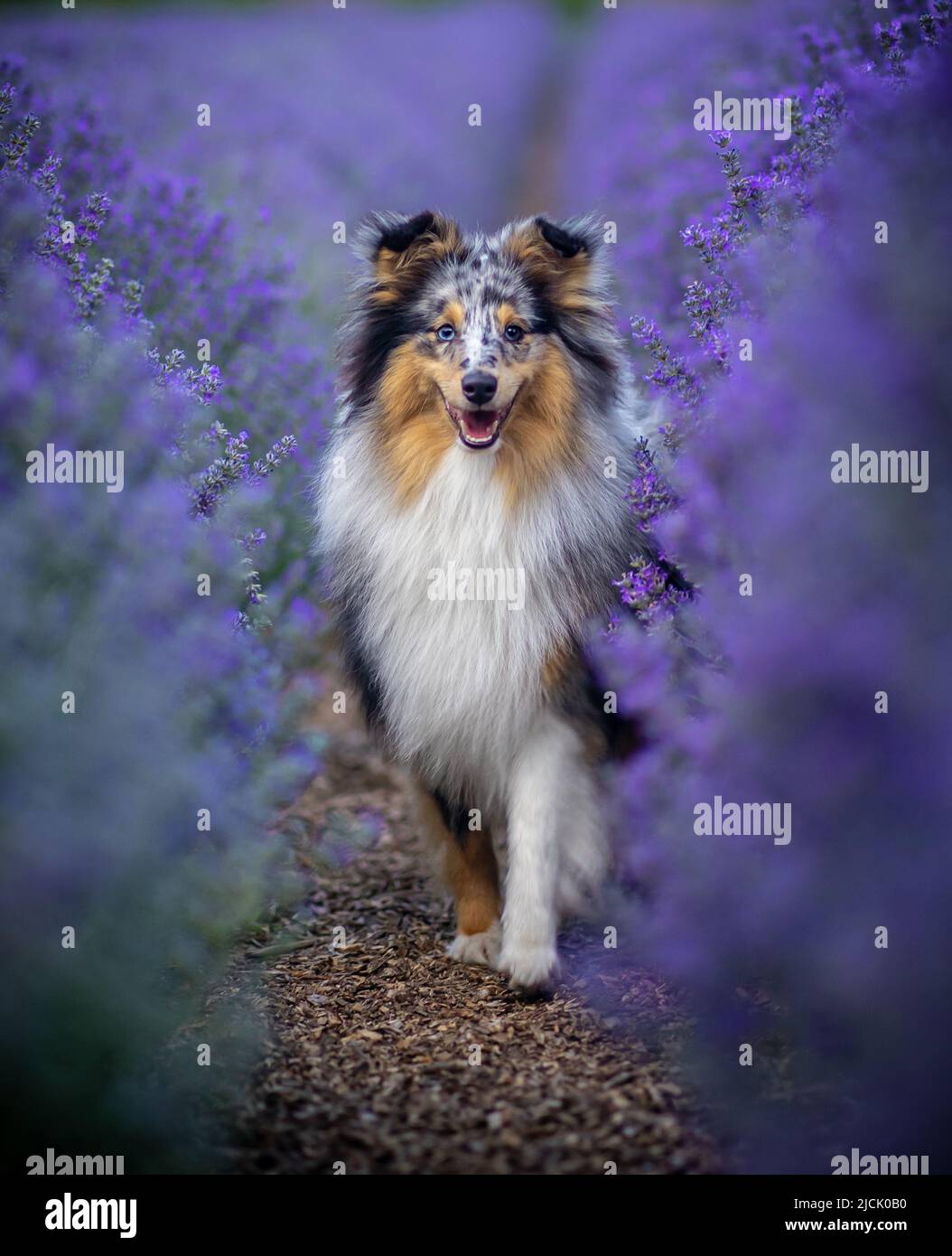 Purebreed shetland hi-res stock photography and images - Alamy
