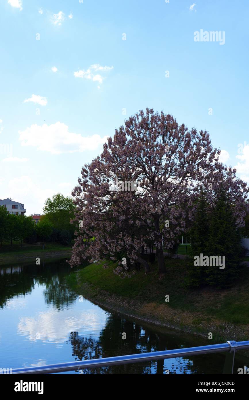 Meadow riverside forest hi-res stock photography and images - Alamy
