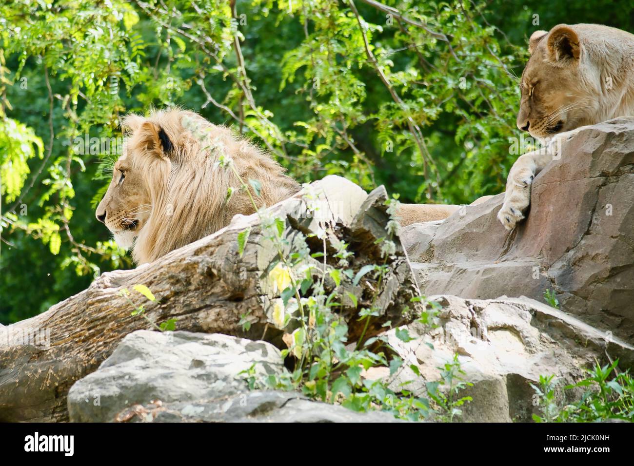 Lion couple lying on a rock. Relaxed predators looking into the ...