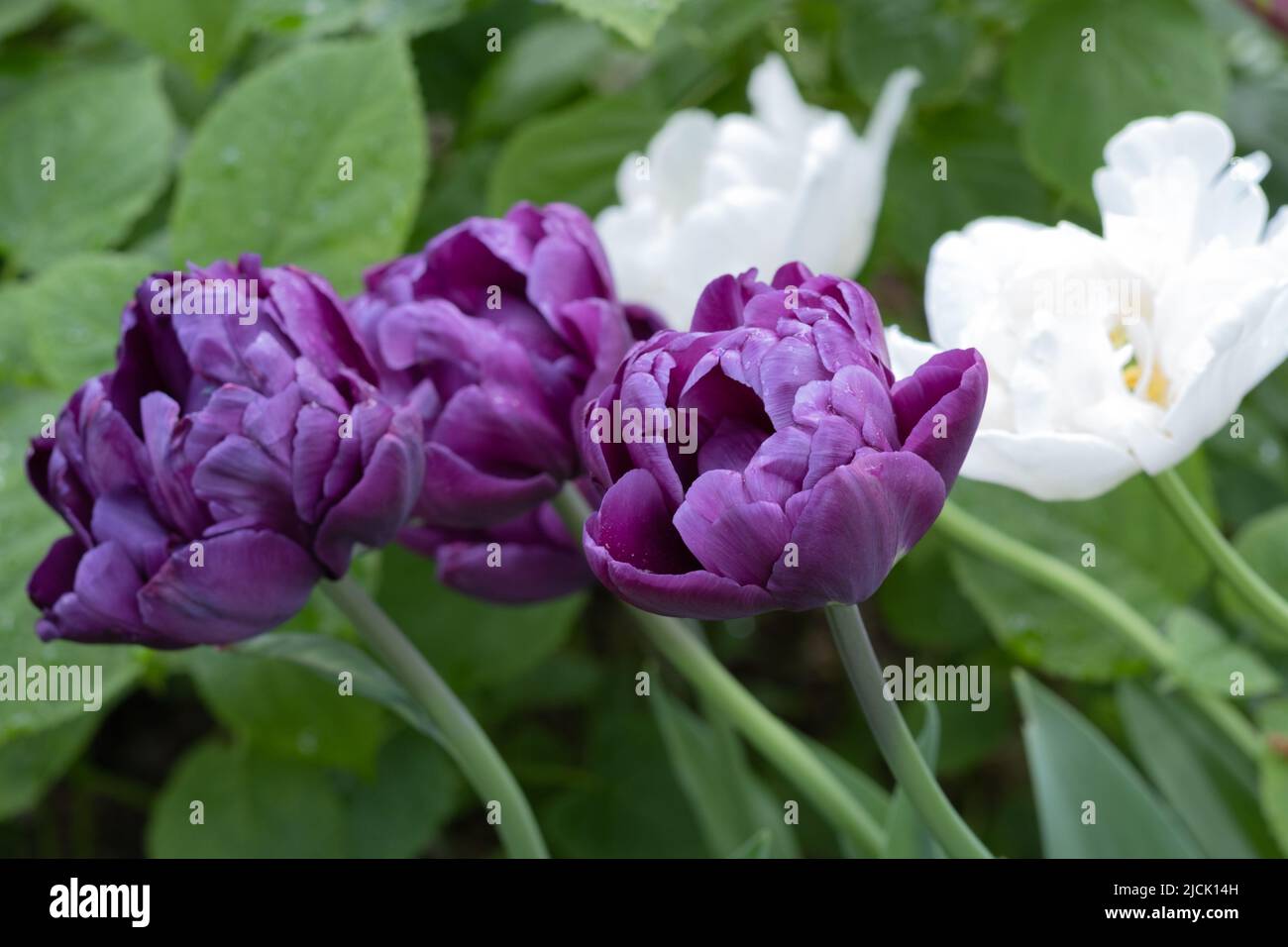 Violet tulip hi-res stock photography and images - Alamy