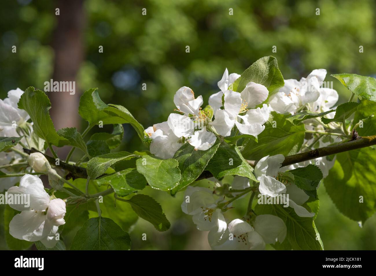 Spring flowers apple tree after rain hi-res stock photography and ...