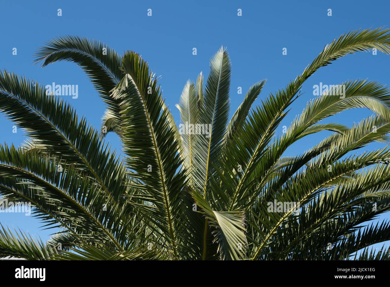 Tropical palm coconut trees on sky, nature background. Palms texture ...