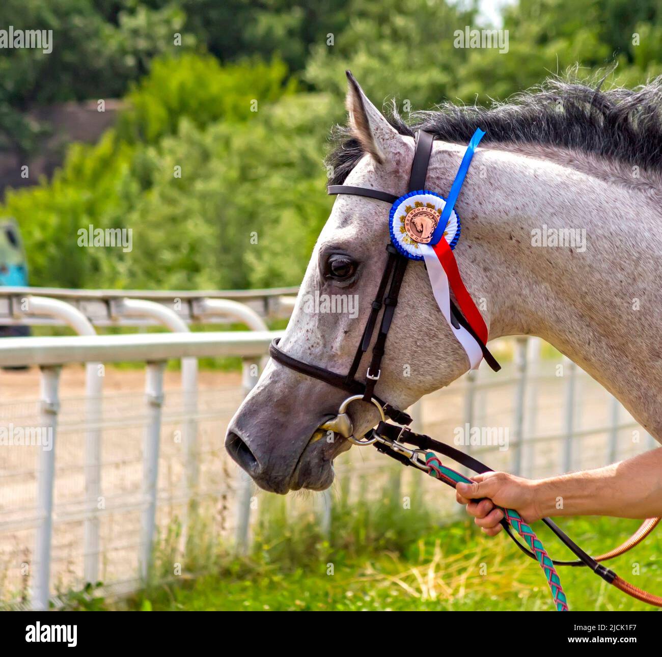 Winner of the race for the prize of the Breeders' Cup of Arabian horses ...