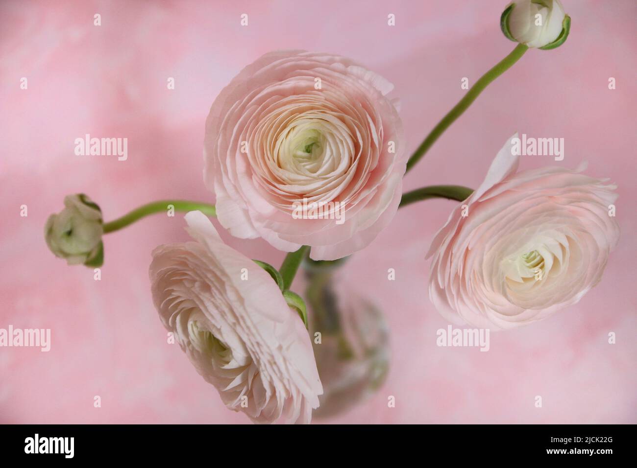Three big light pink ranunculus and two small ranunculus on pink ...