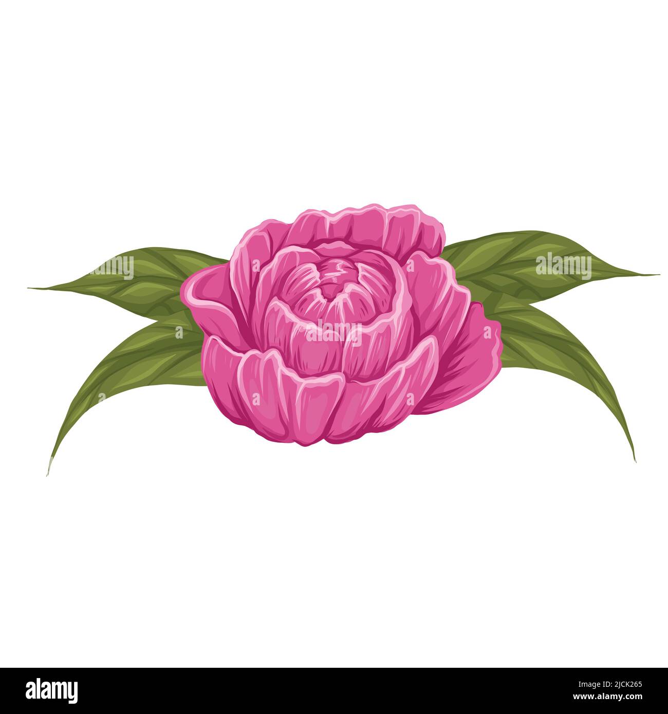 Peony Clipart
