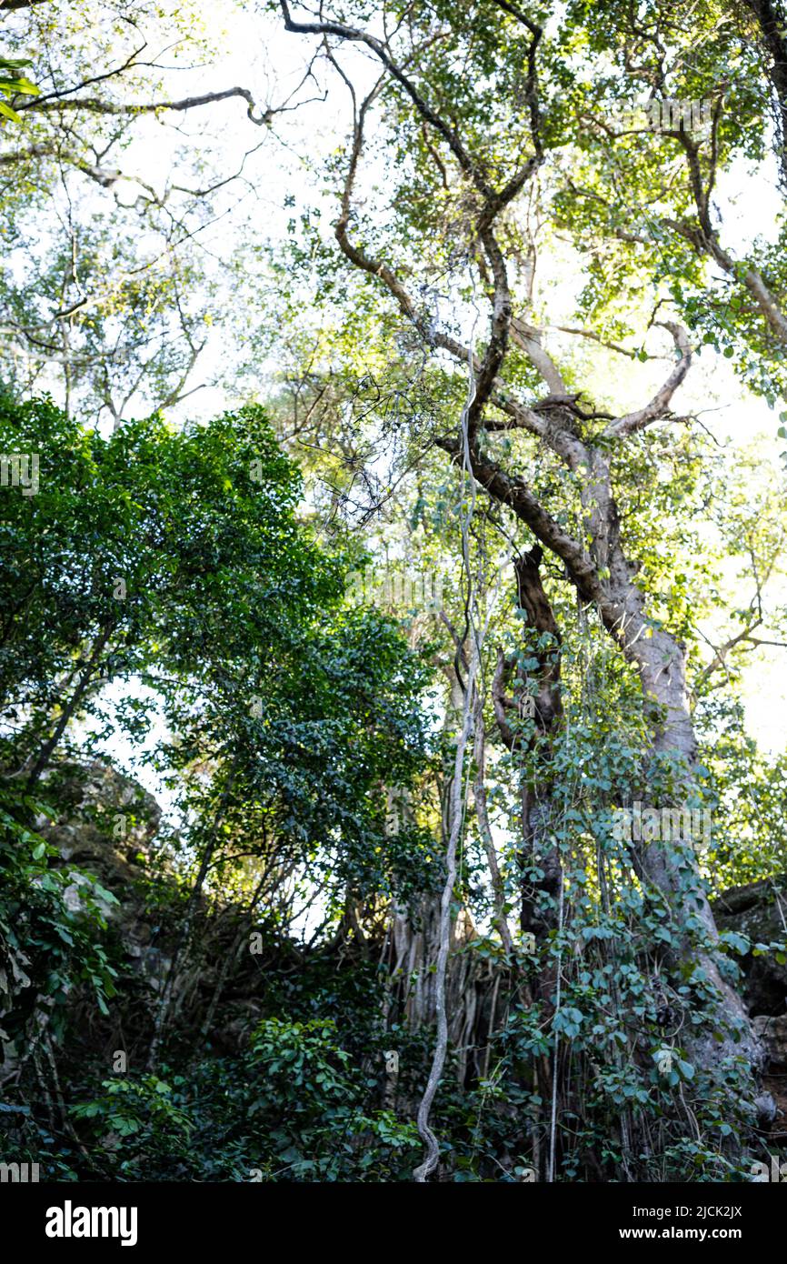 Paradise Lost In Kiambu County Kenya East Africa Stock Photo - Alamy