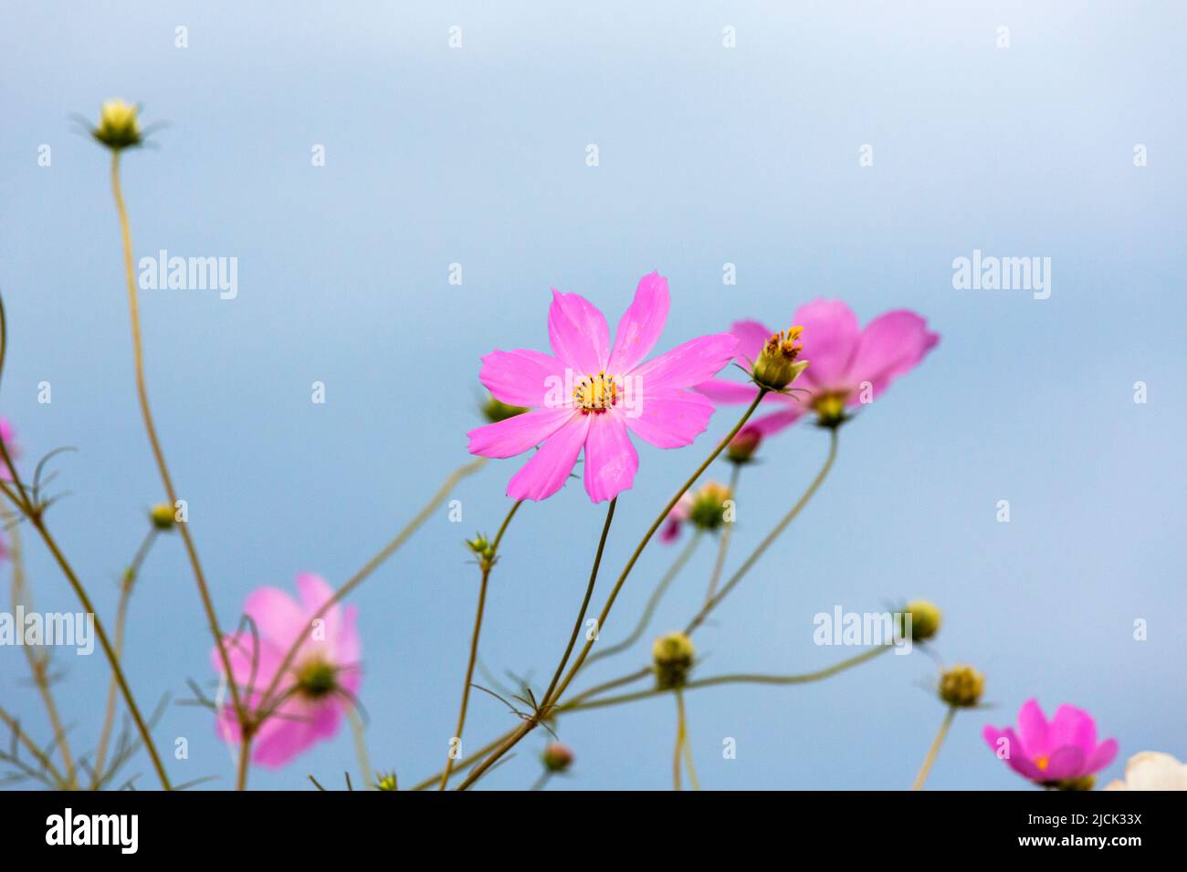 Cosmos south africa hi-res stock photography and images - Alamy