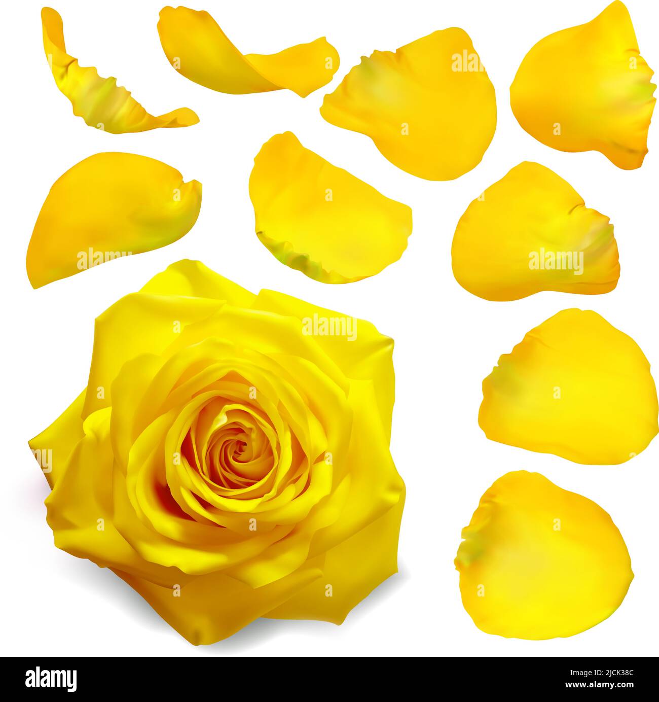 Realistic rose petals. Vector illustration with mesh gradients Stock ...