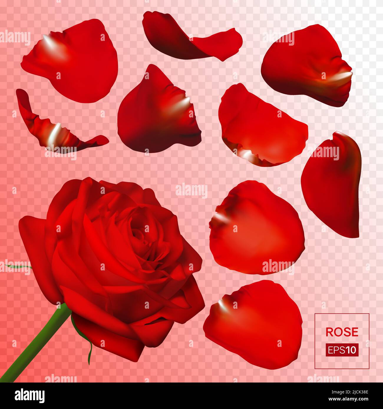 Realistic rose petals. Vector illustration with mesh gradients Stock ...